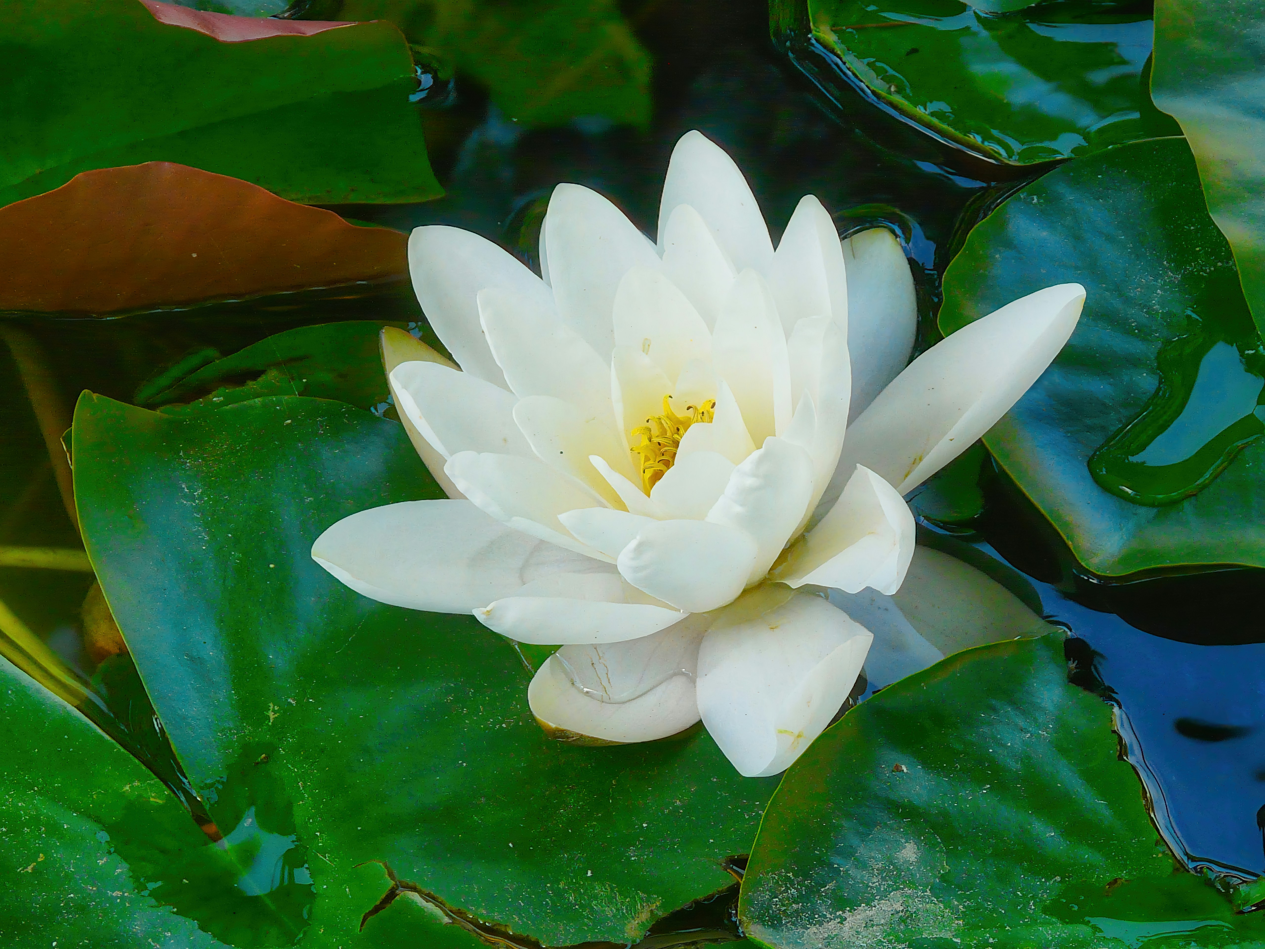 White Water Lily Centerpiece in a Pond