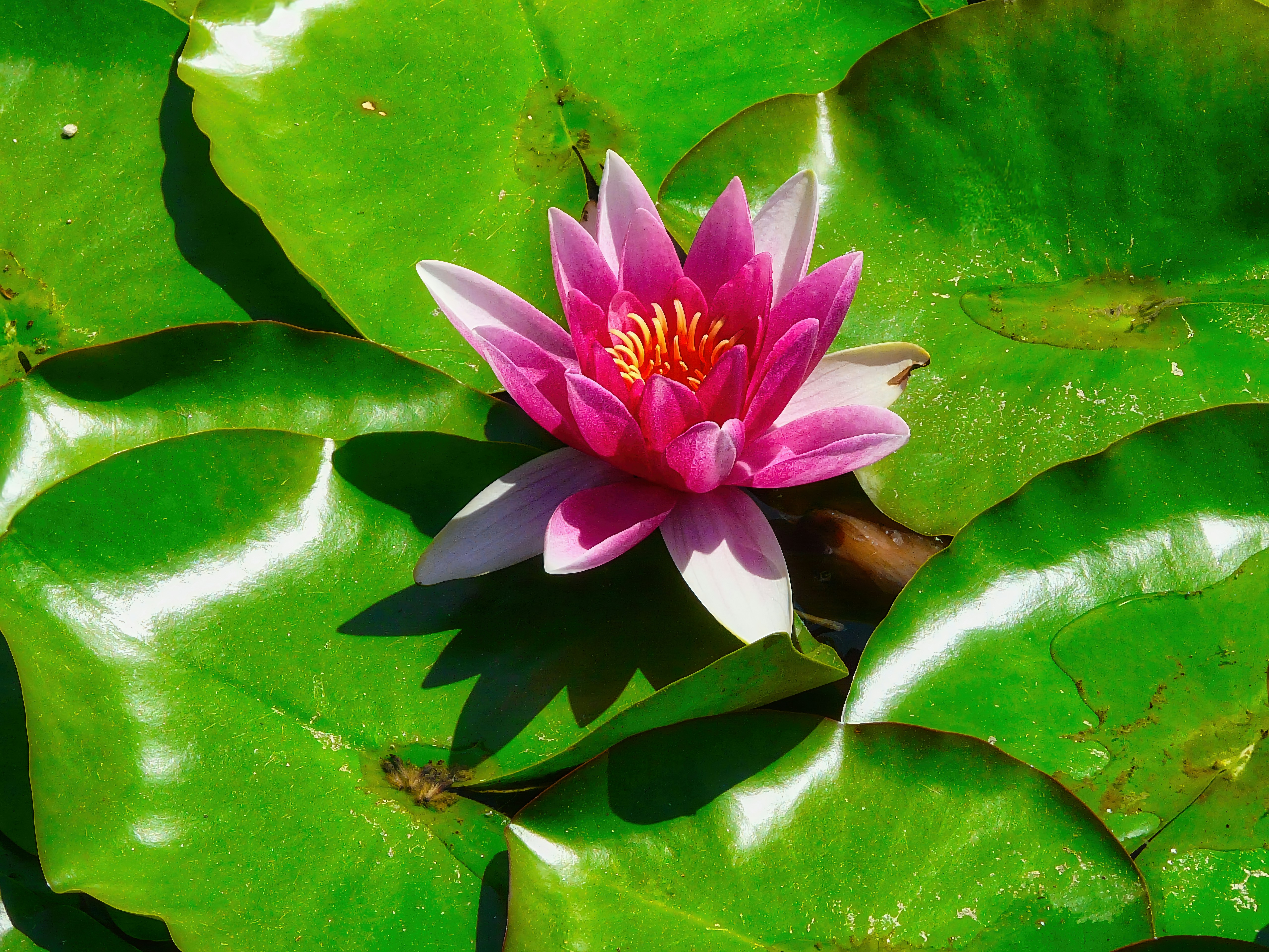 Pink Water Lily Emergence Among Glossy Green Pads