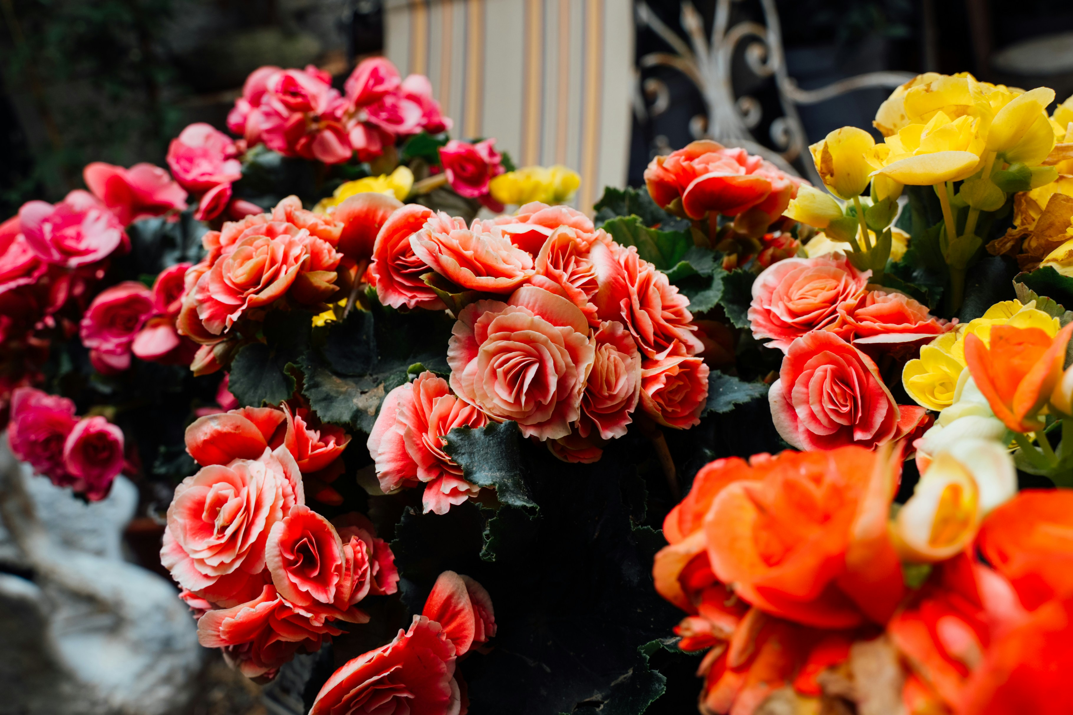 Velvet Petals: A Burst of Garden Colors