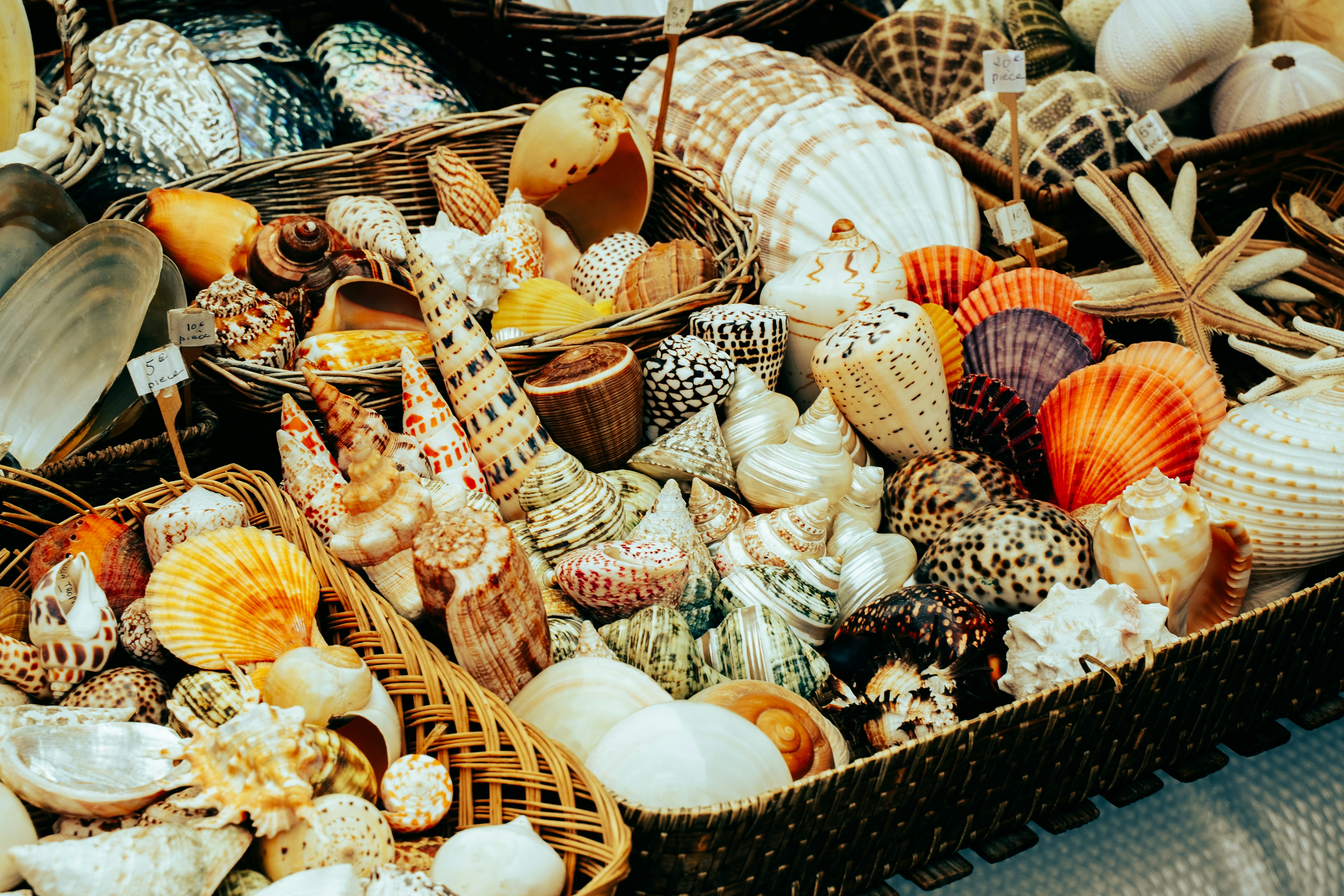 Sunlit Cascade of Seashell Treasures in Woven Baskets