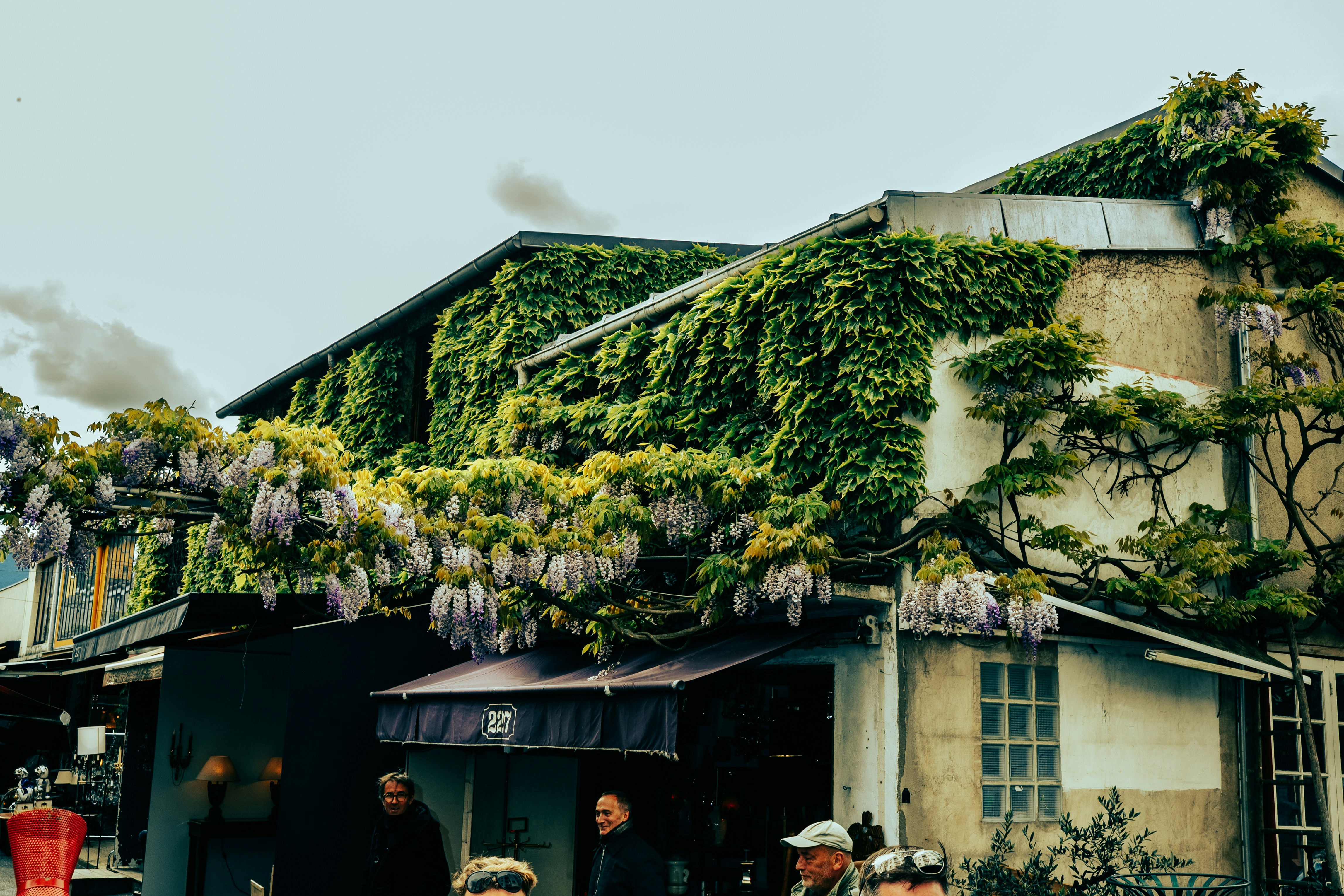 Lush Ivy and Wisteria Draped Facade Over a Cozy Street Café
