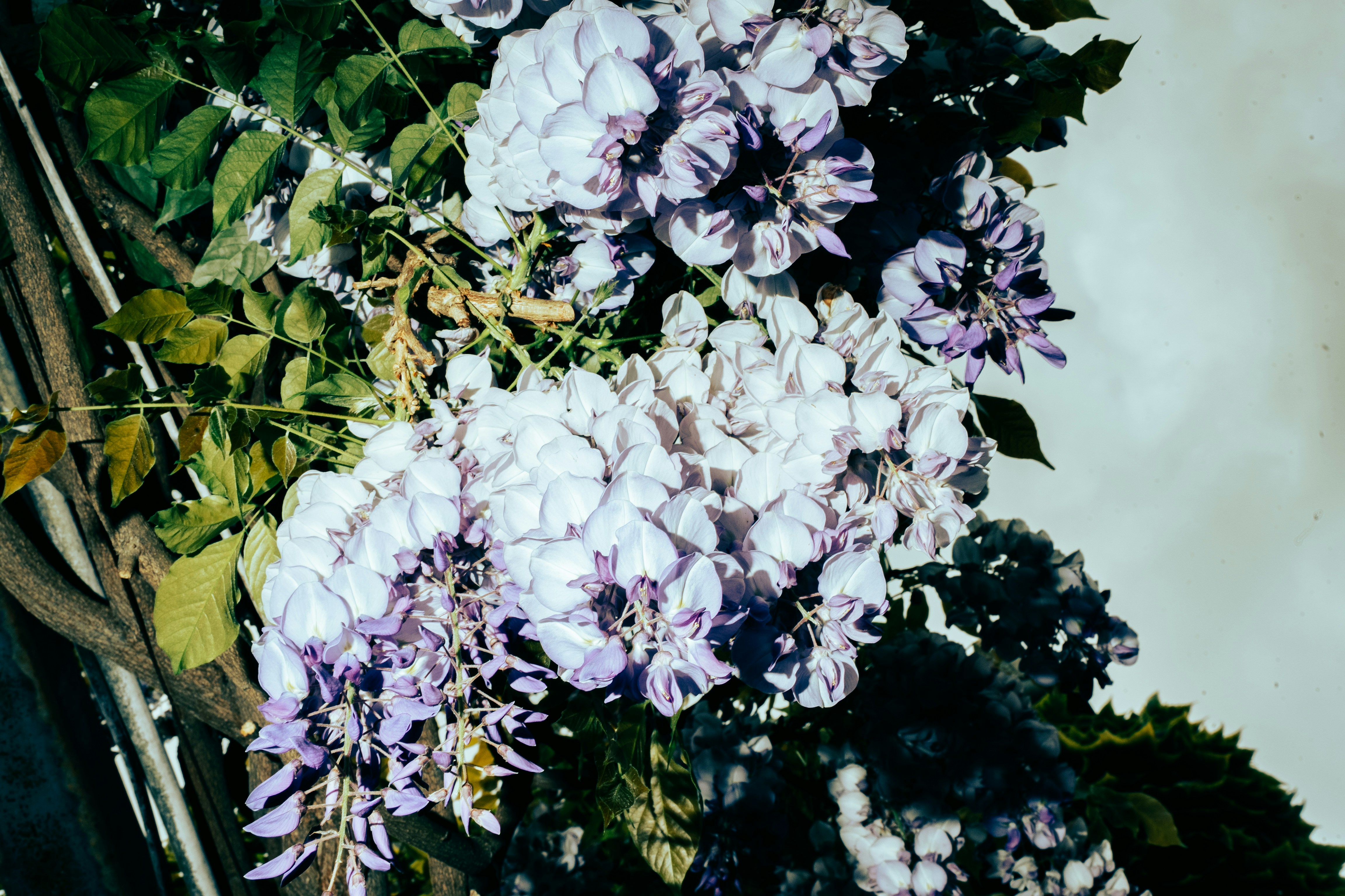 Azure Hydrangea Cascade in Soft Summer Light
