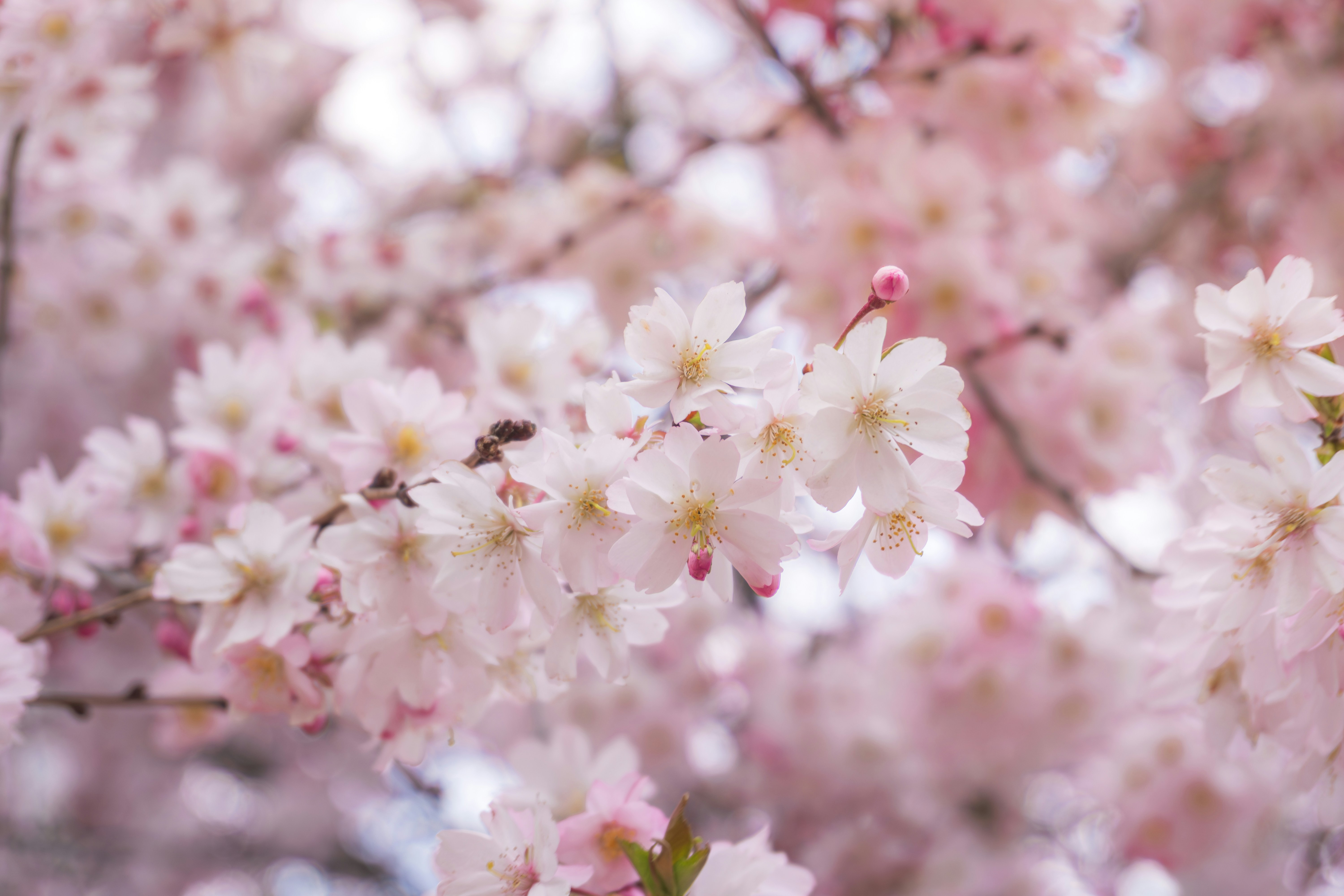 Soft Persuasion of Cherry Blooms in Spring Light
