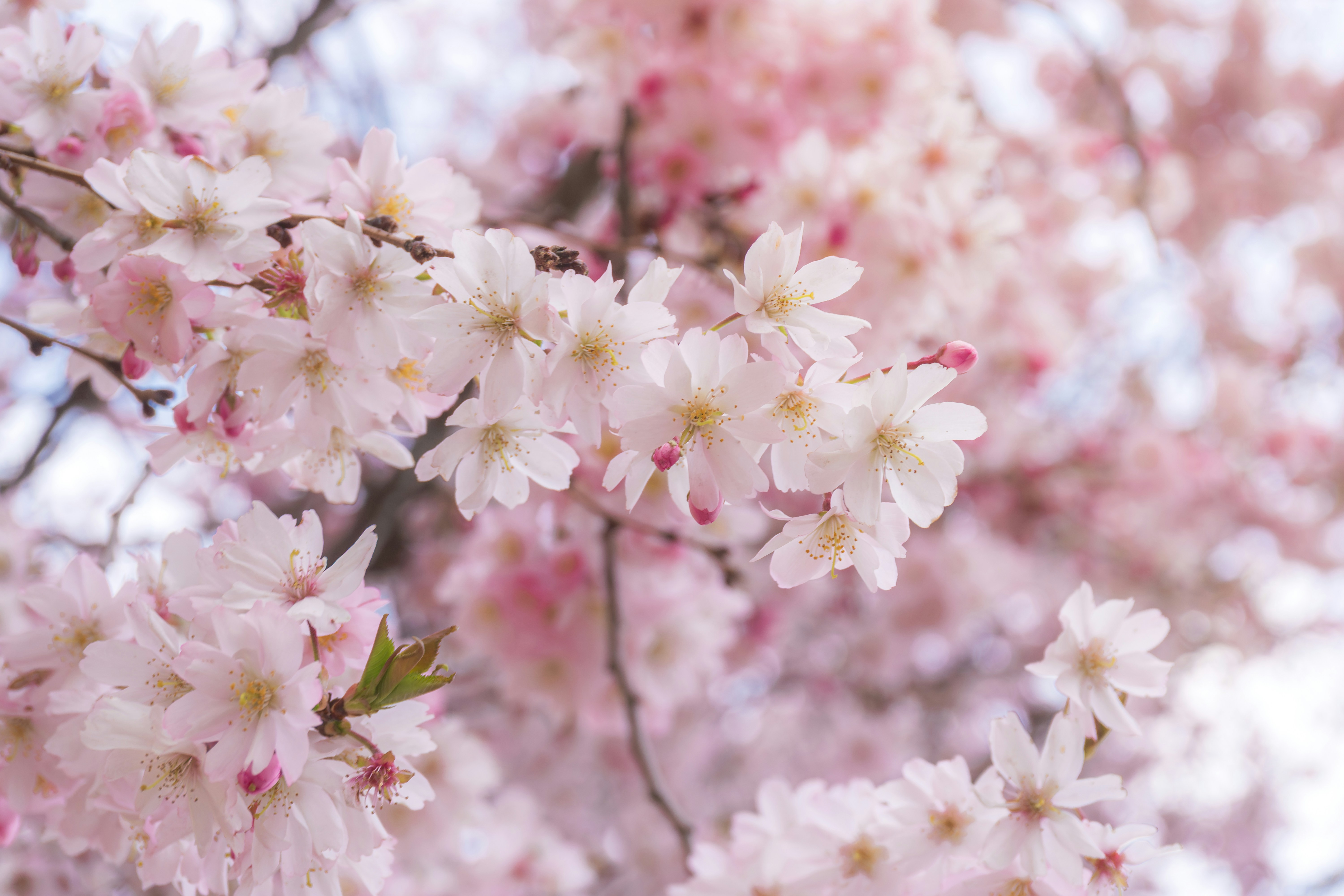 Petal Bloom: Soft Pink Cherry Constellation