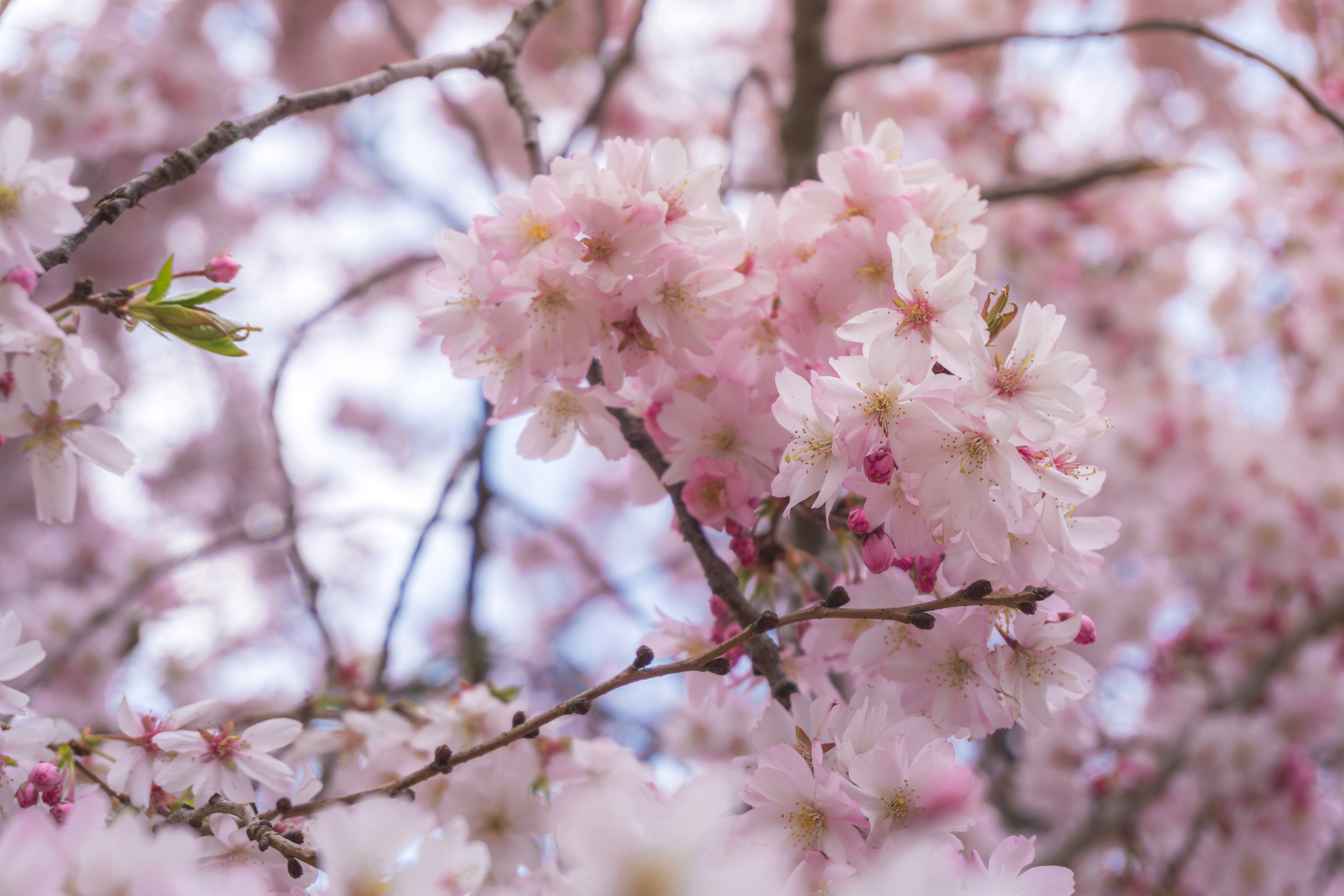 Soft Bloom: A Cascade of Pink Sakura Against a Skywashed Blur