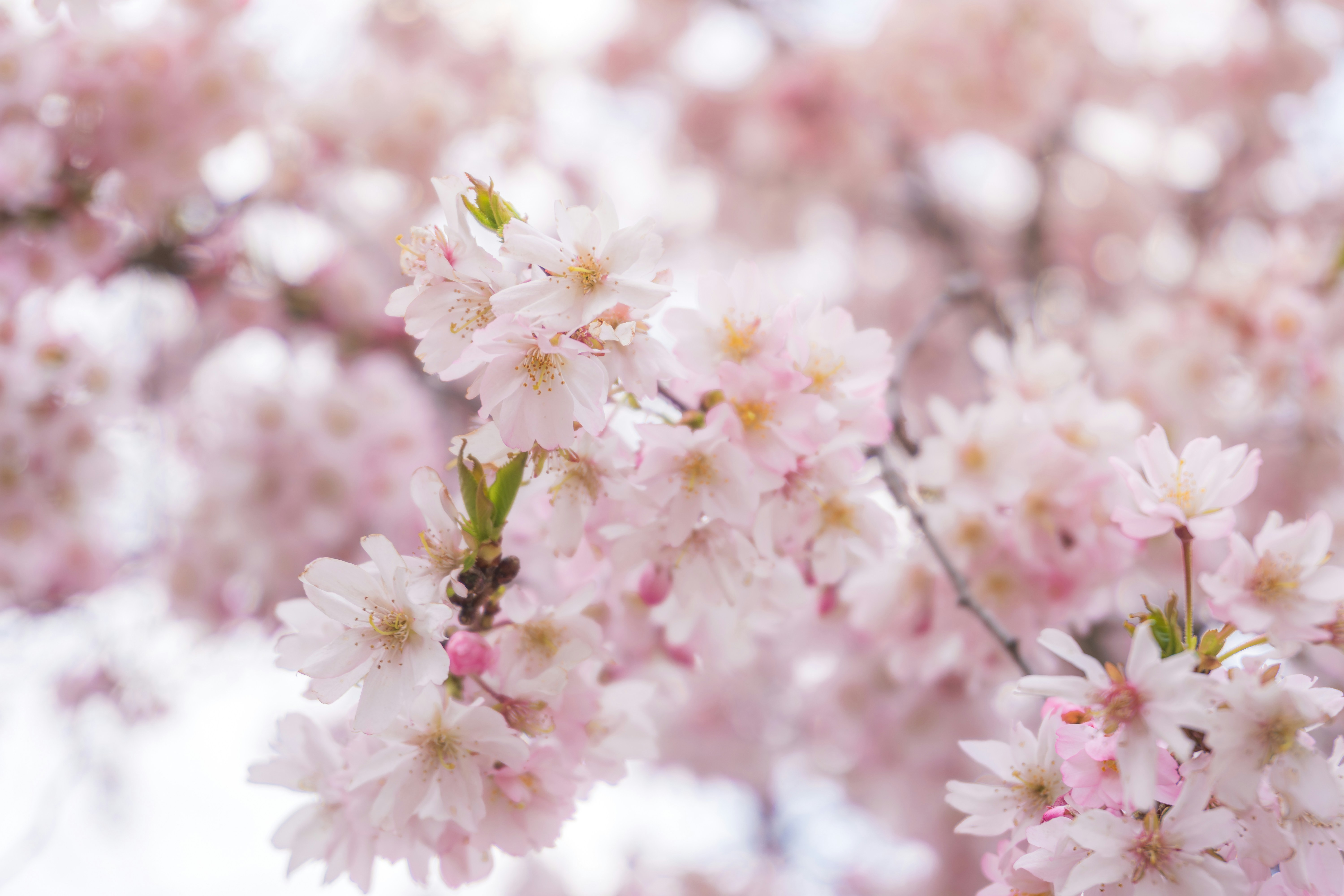 Petal Cloud: Close-up of Cherry Blossoms in Soft Focus