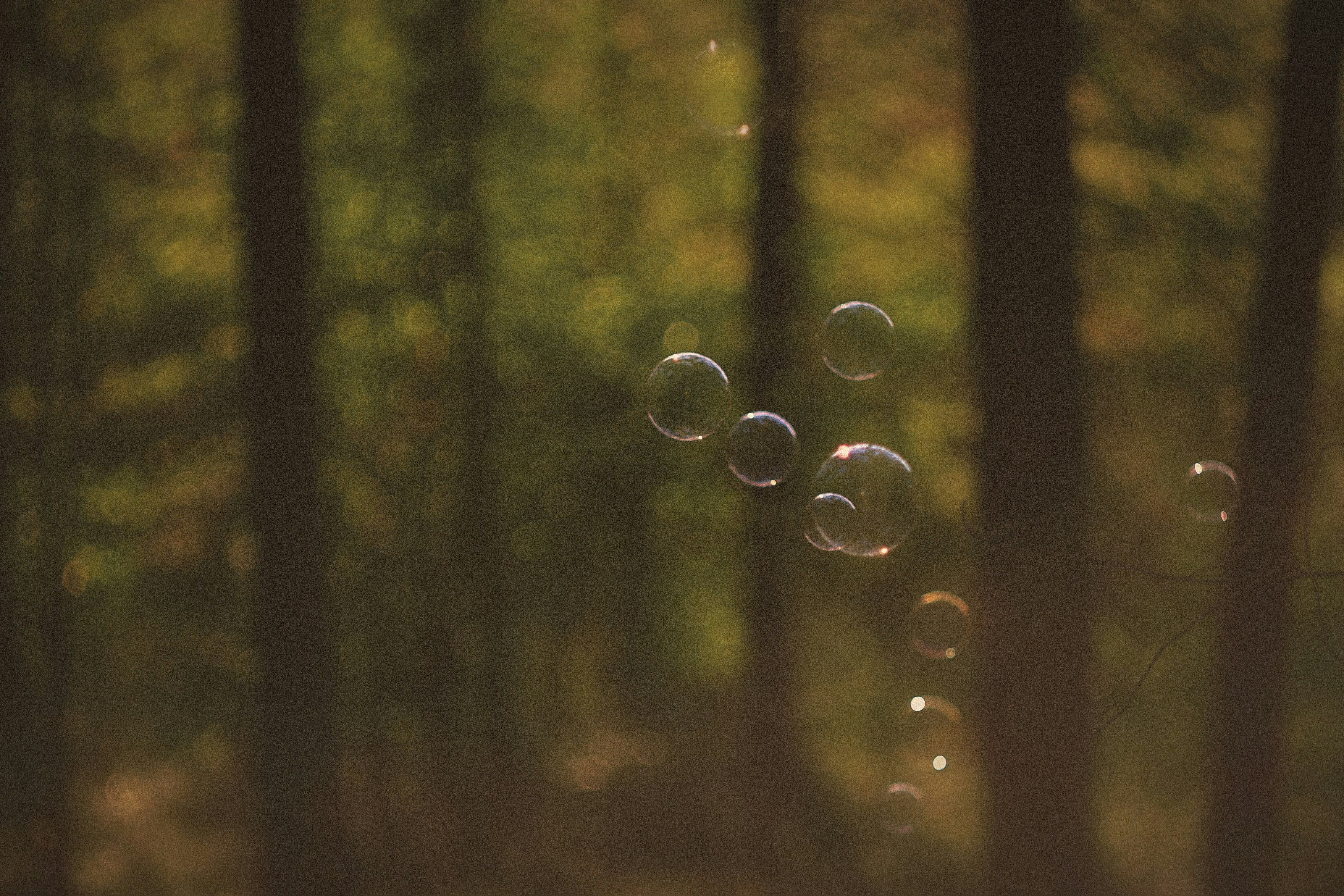 Bokeh Orbs in a Sunlit Forest