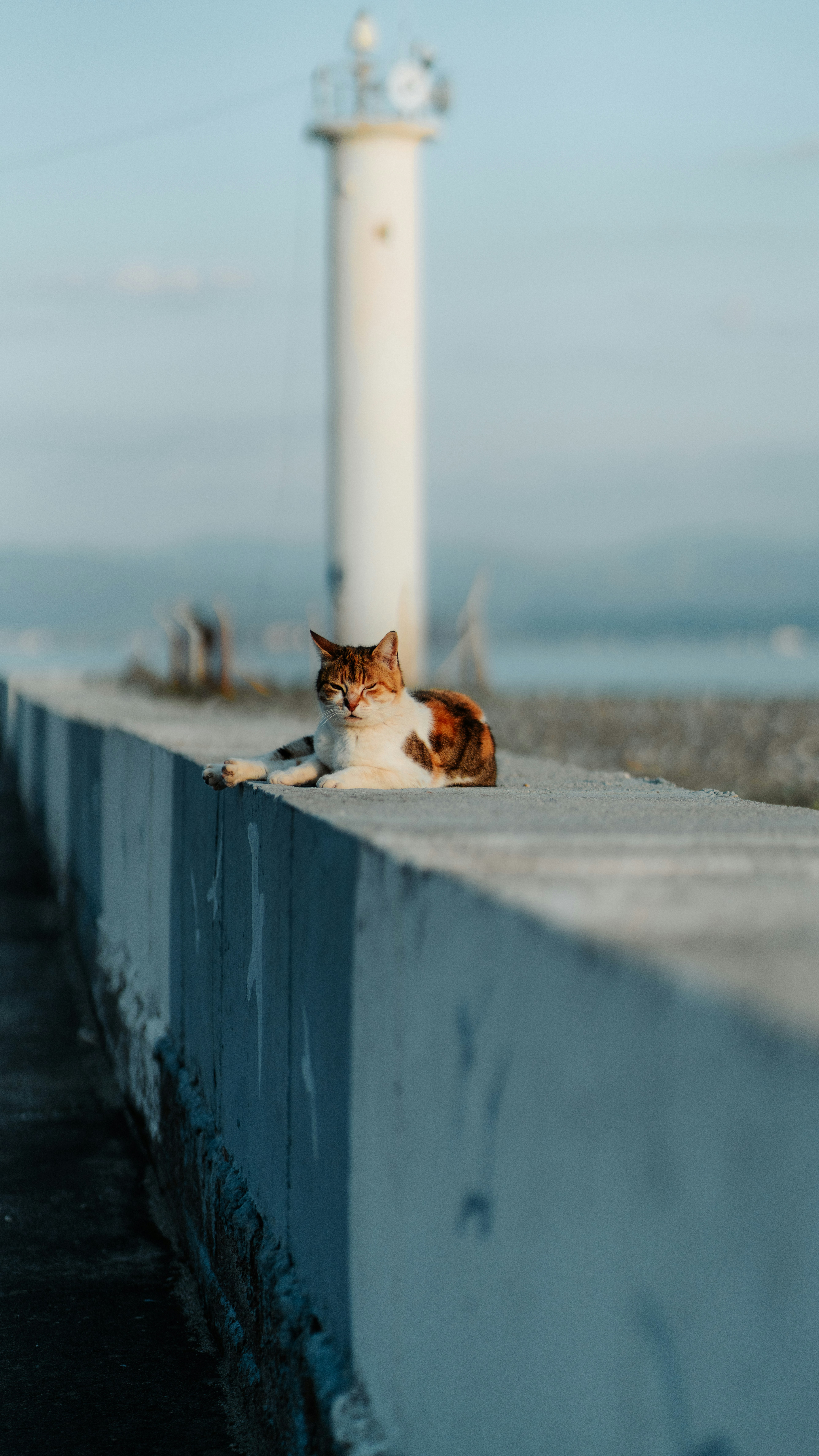 Temporized Sentinel: A Cat Lounges on the Sea Wall with a Lighthouse Backdrop