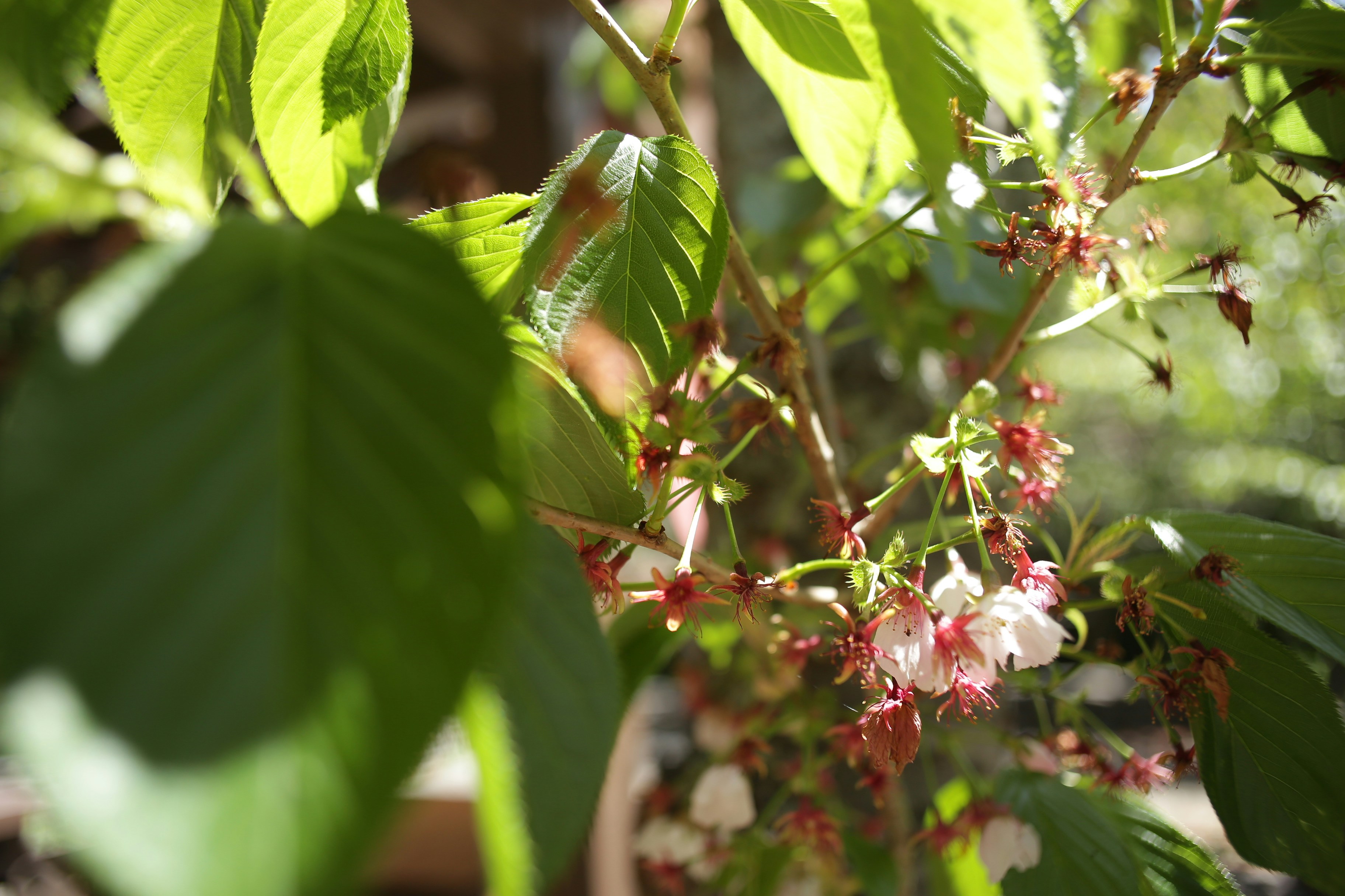 Blossoms in Soft Focus: Hidden Details Among Green Lanterns