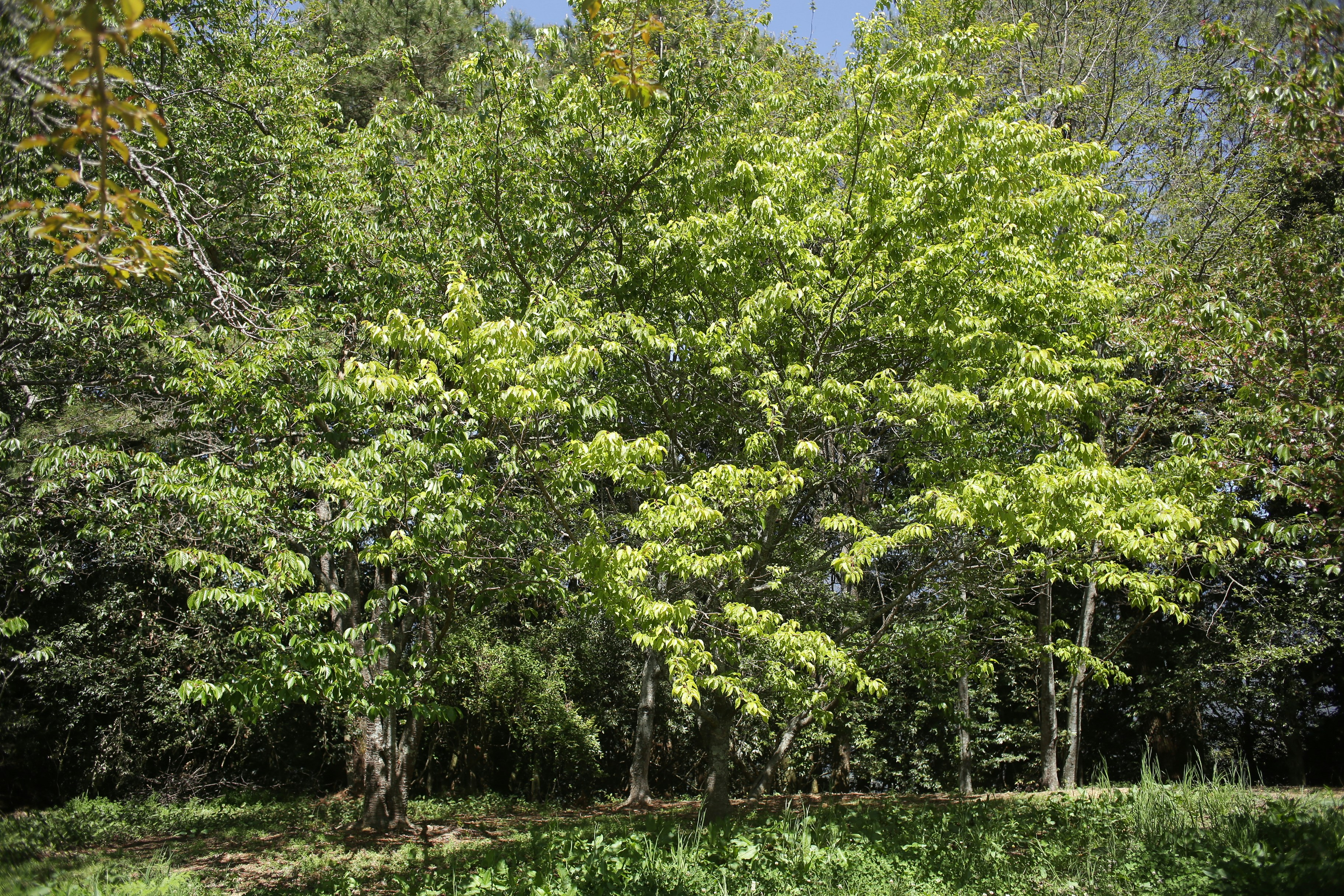 Sunlit Green Canopy Rising from a Quiet Clearing