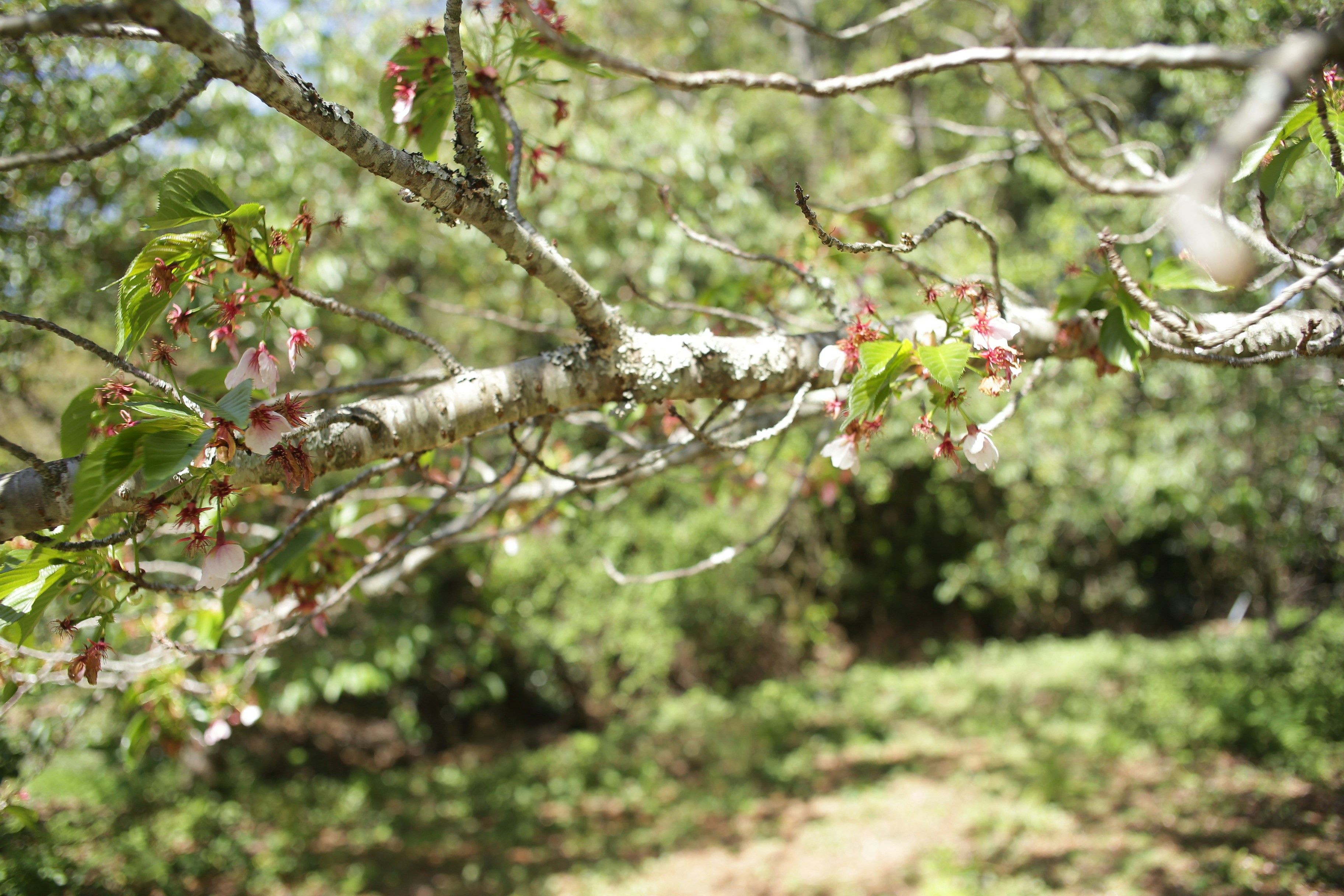 Cherry-Bud branches Reach Across a Soft-Bokeh Arboretum