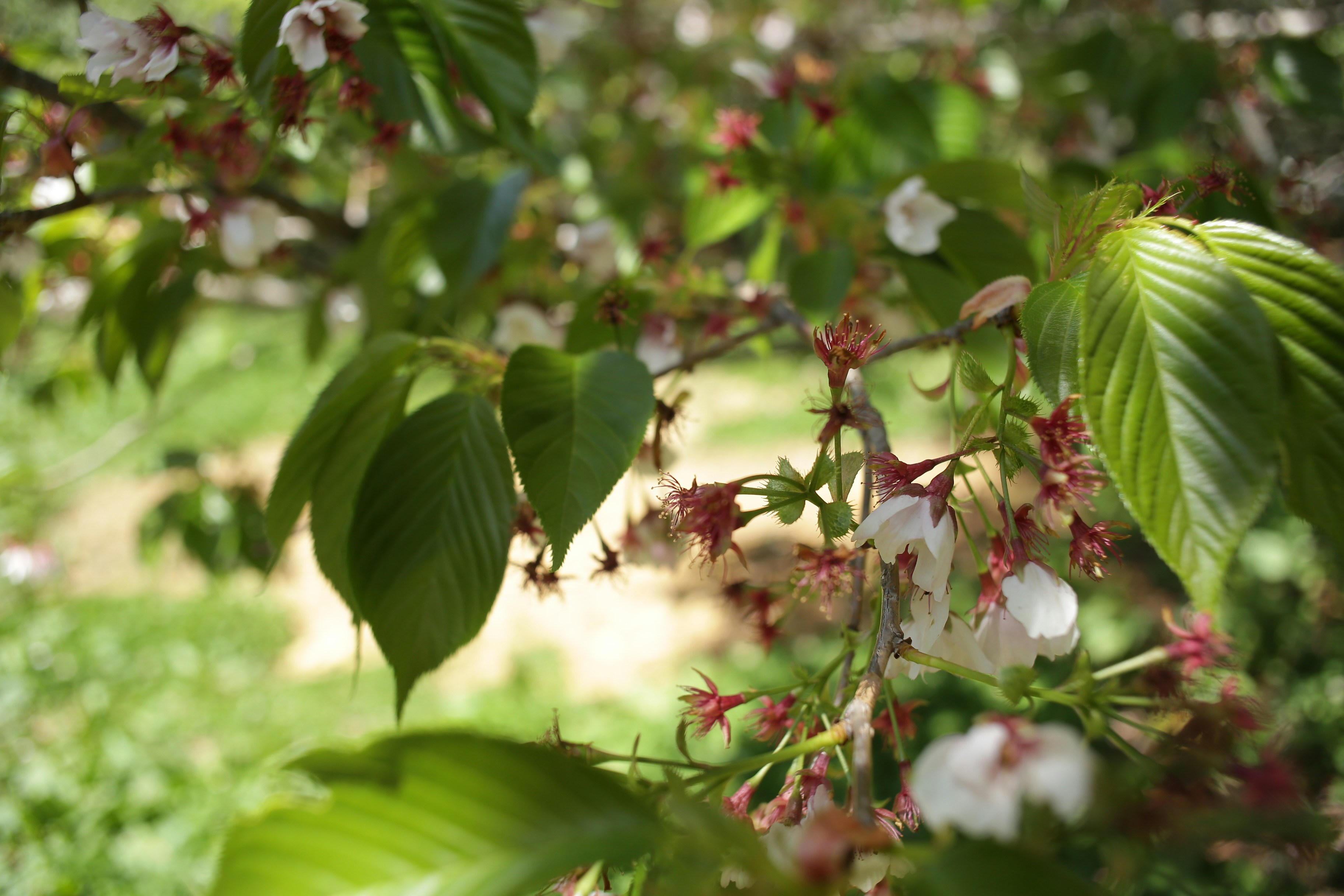 Blossoms Framing Green: A Quiet Garden Moment