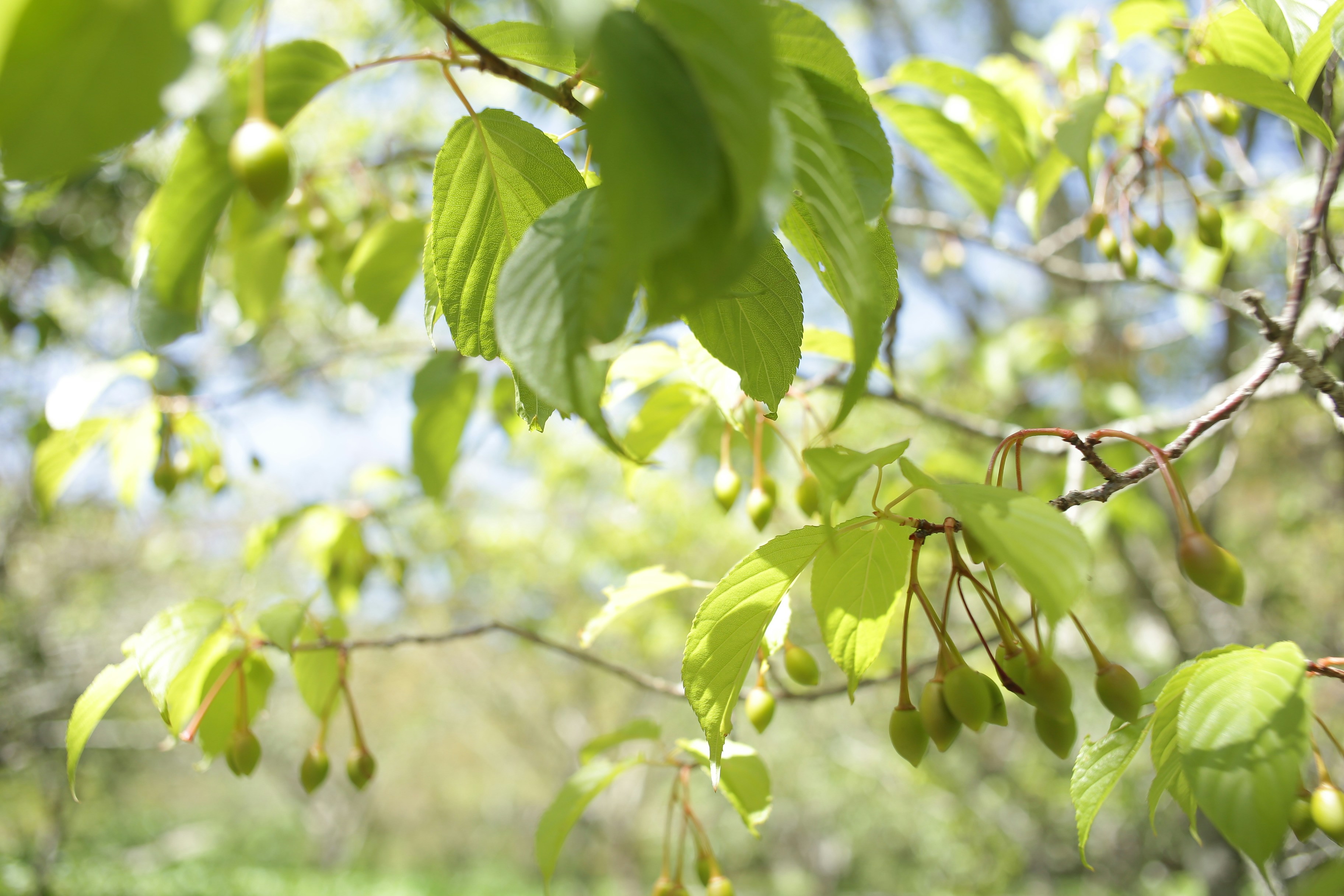 Fragrant Pear branches: sunlight through green leaves and dangling fruitlets