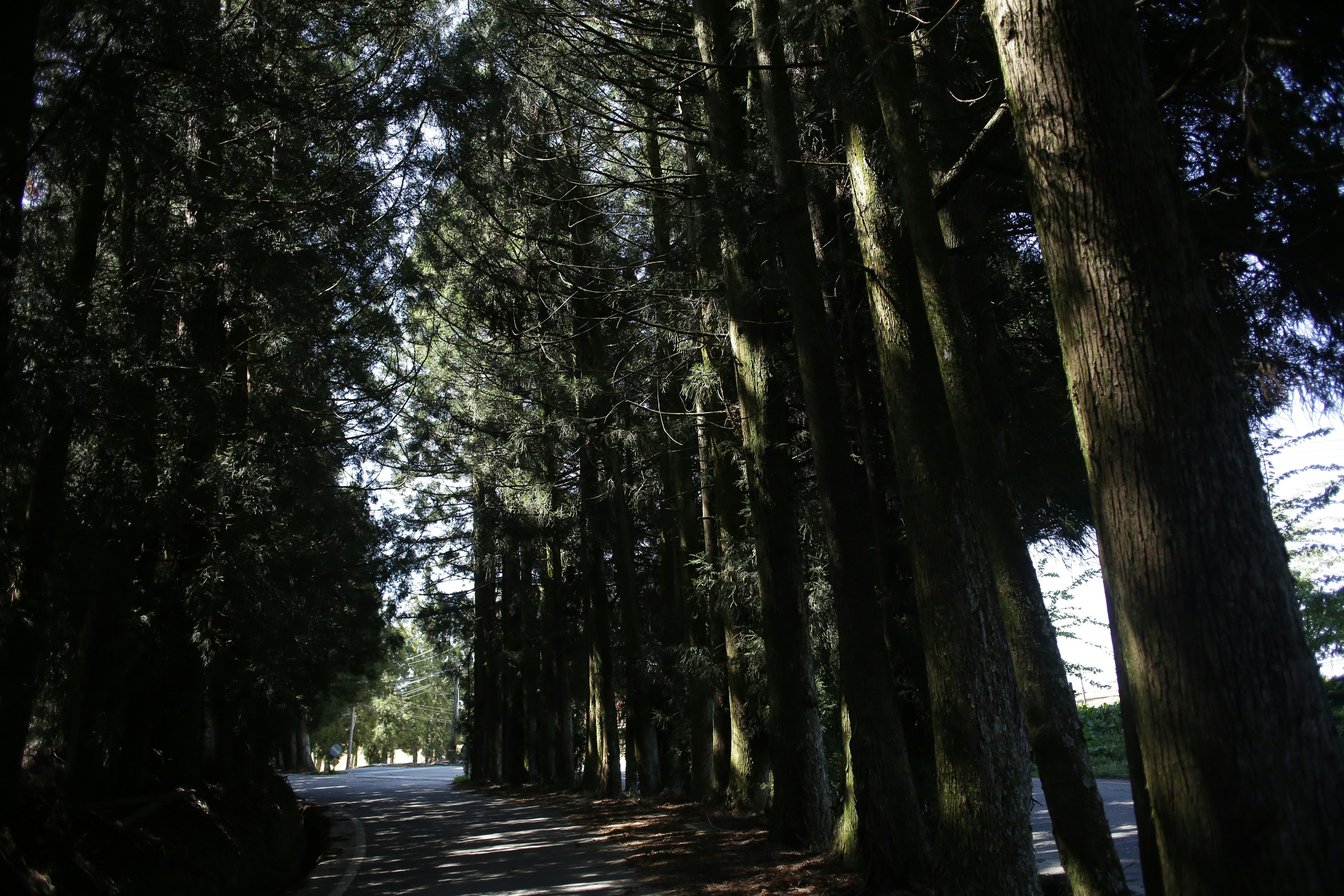 Tree-lined Path Under Dappled Light