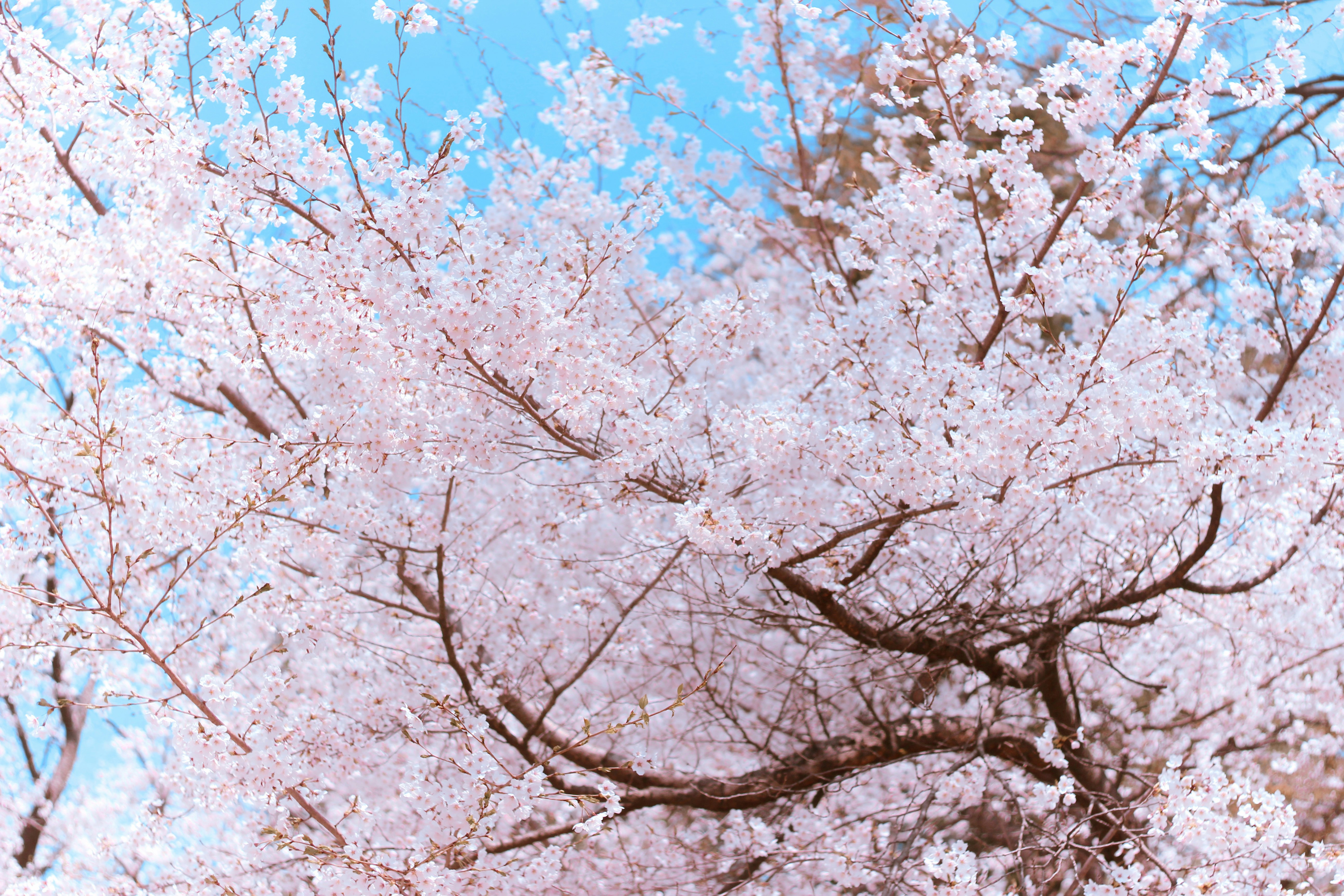 Petals in Bloom: A Close-Up of Cherry Blossom Veils Against a Sky