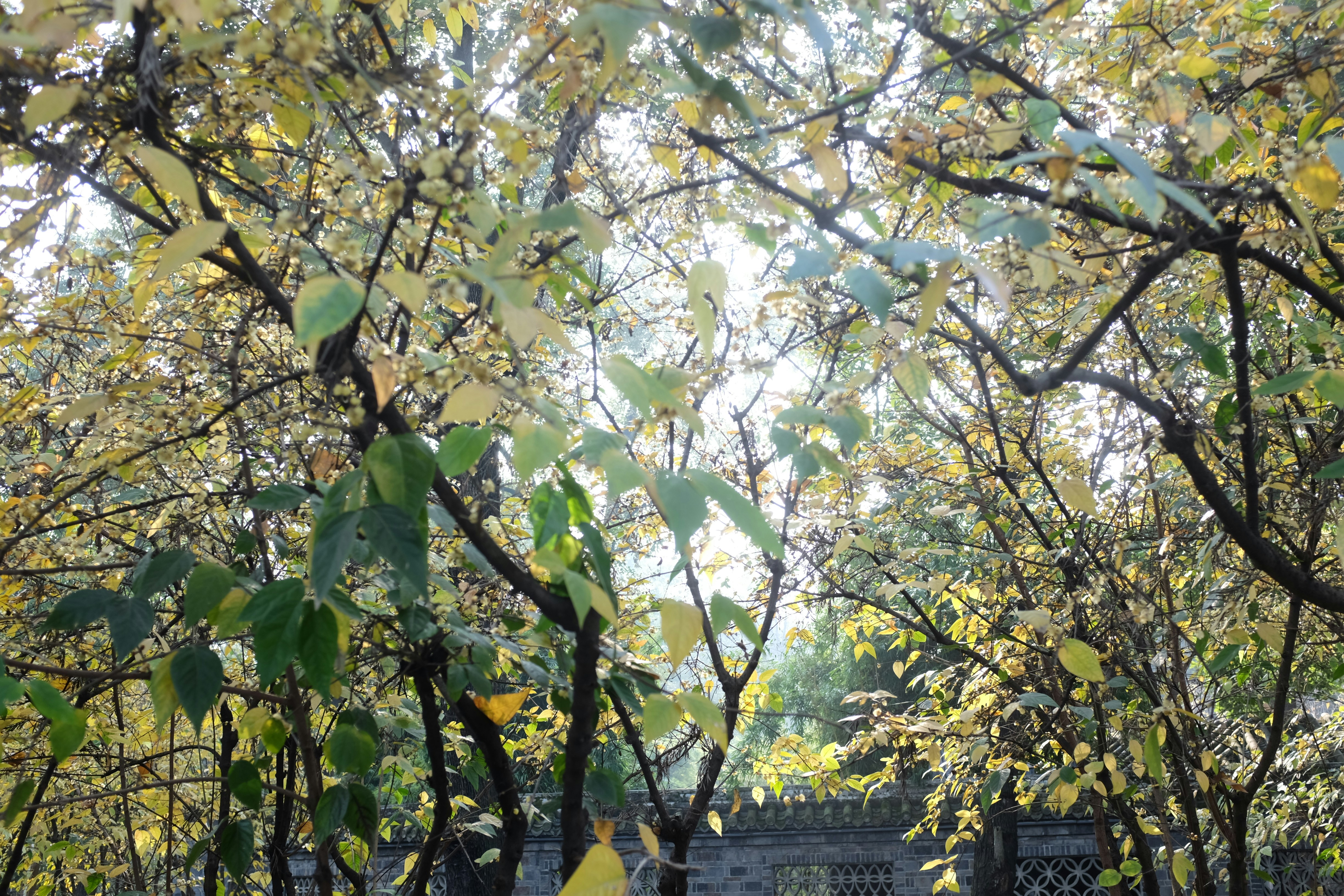Sunlit Green Canopy Framed by Fading Autumn