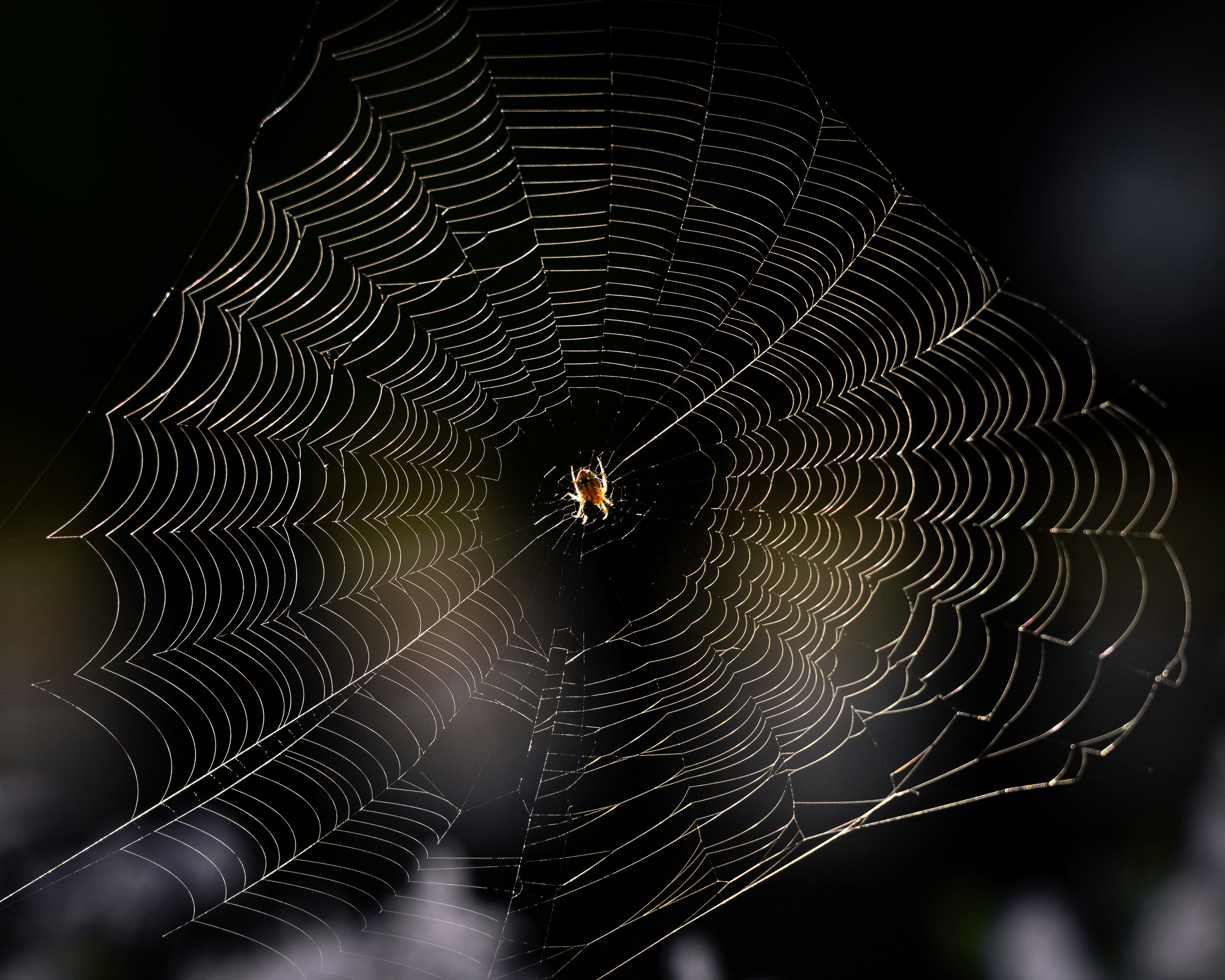 Spider Silk Constellation: a dewy orb in a gleaming web