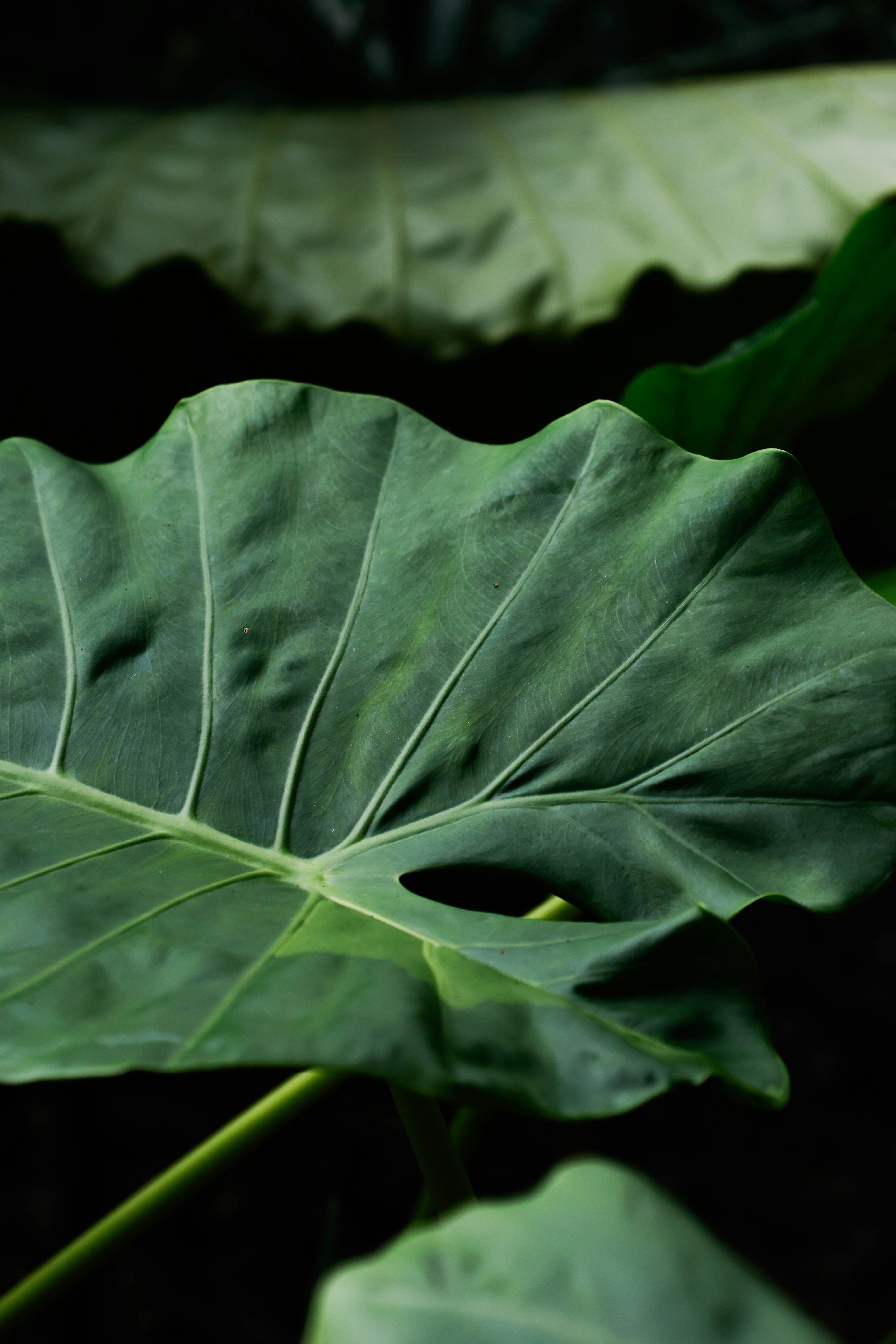 Emerald Vein: Close-Up of a Leaf’s Veins and Texture