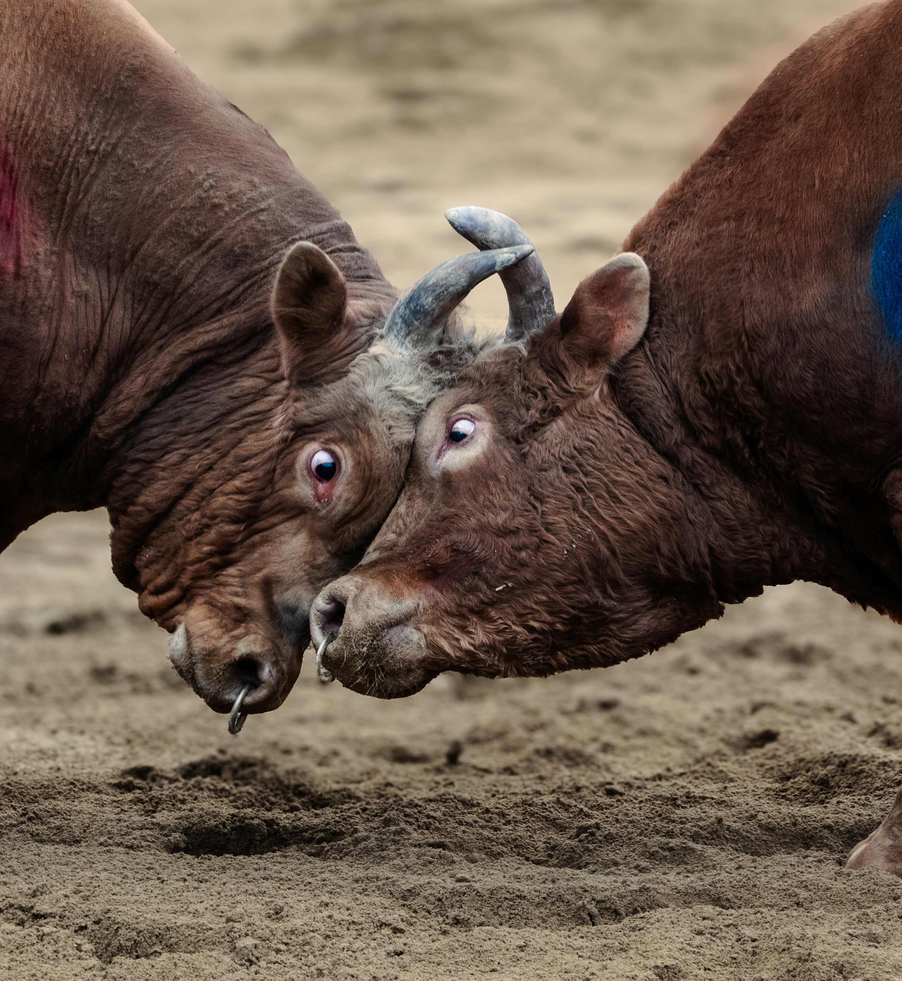 Locked Horns: A Moment of Bullish Contact on Sand