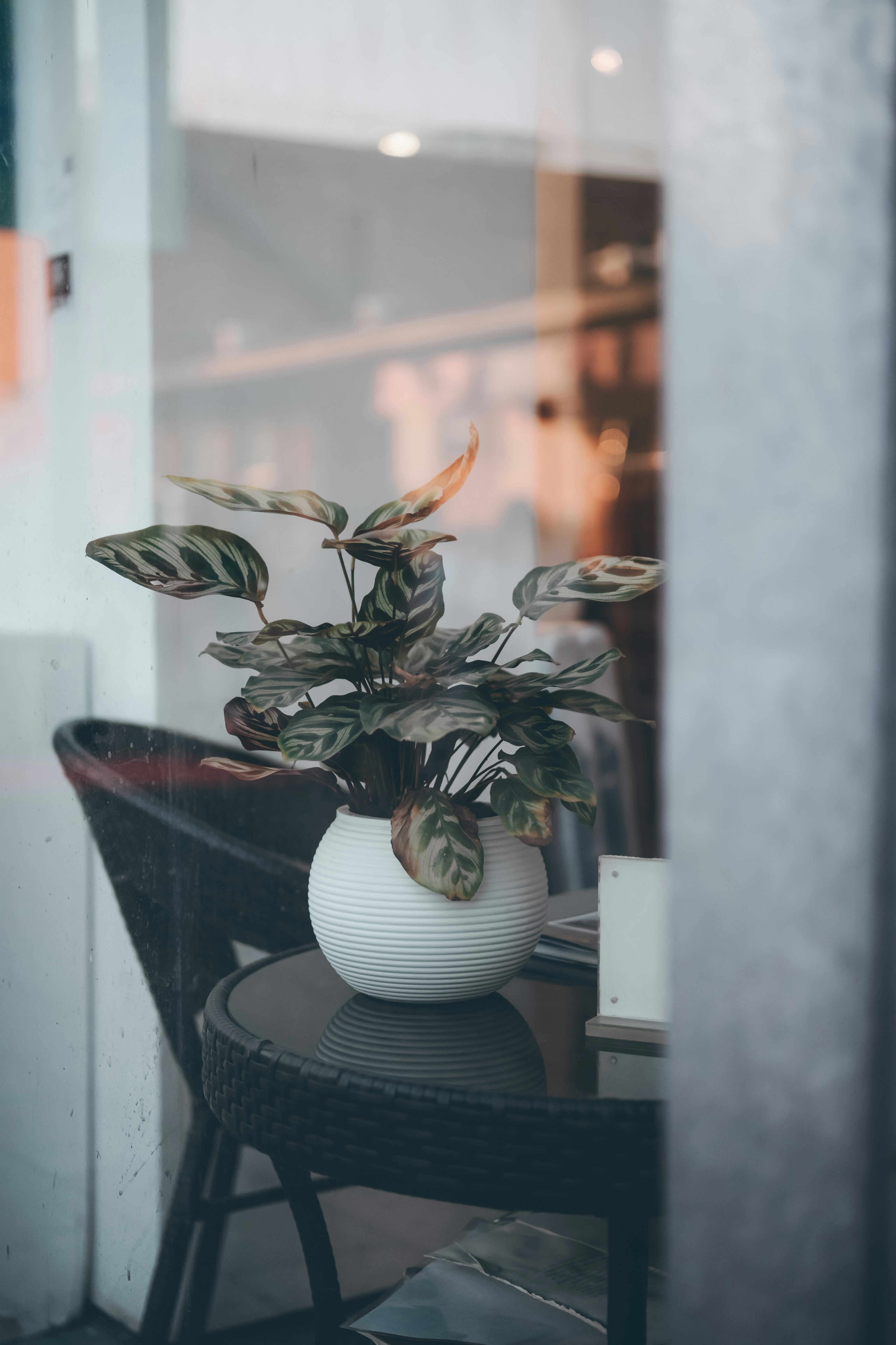 Indoor herbarium: a potted plant on a glass-turnished table framed by cafe-window glow