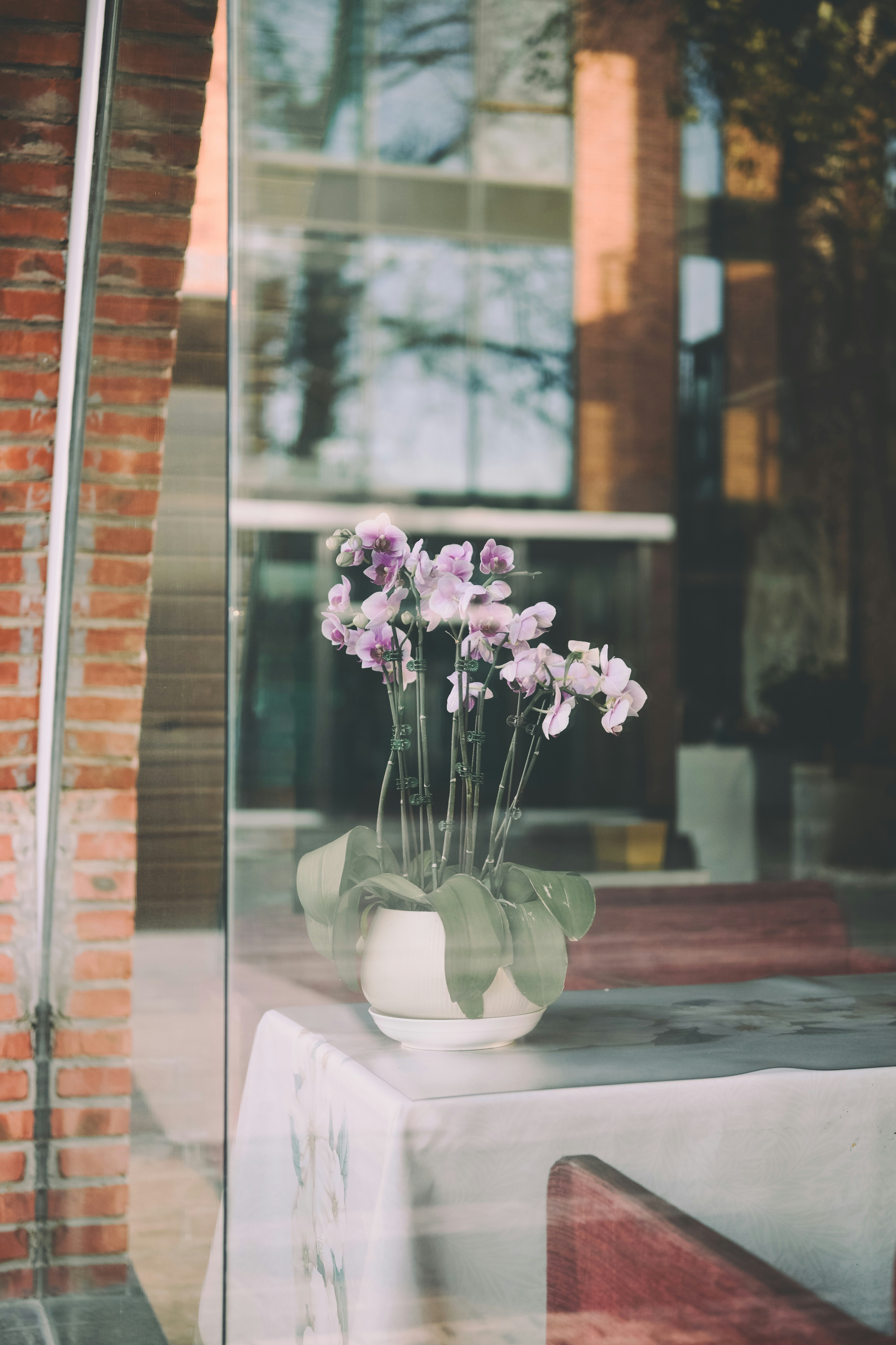 Purple orchid in a white pot resting on a banquet under glass