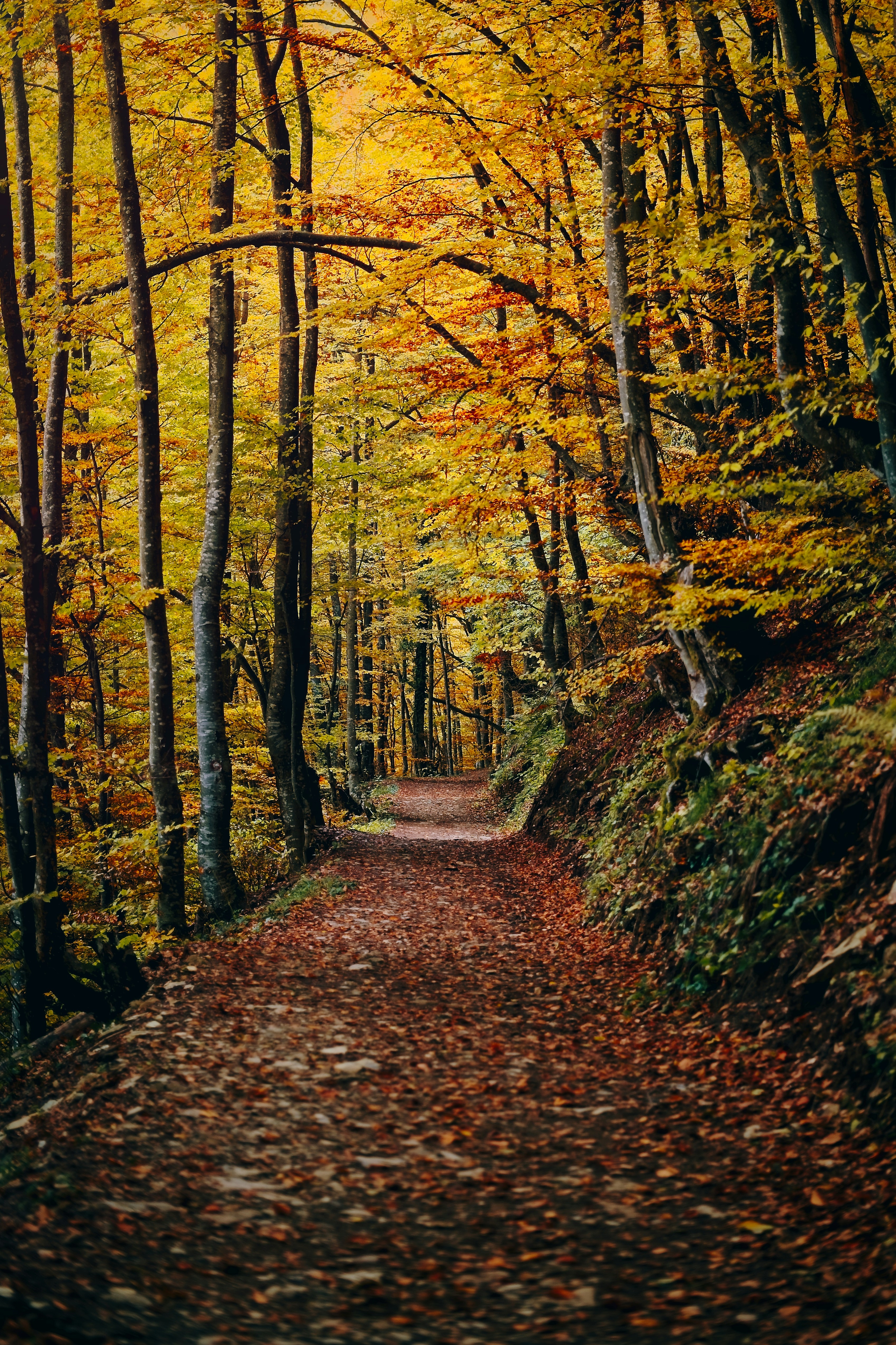 Autumn Pathway Through the Whispering Forest