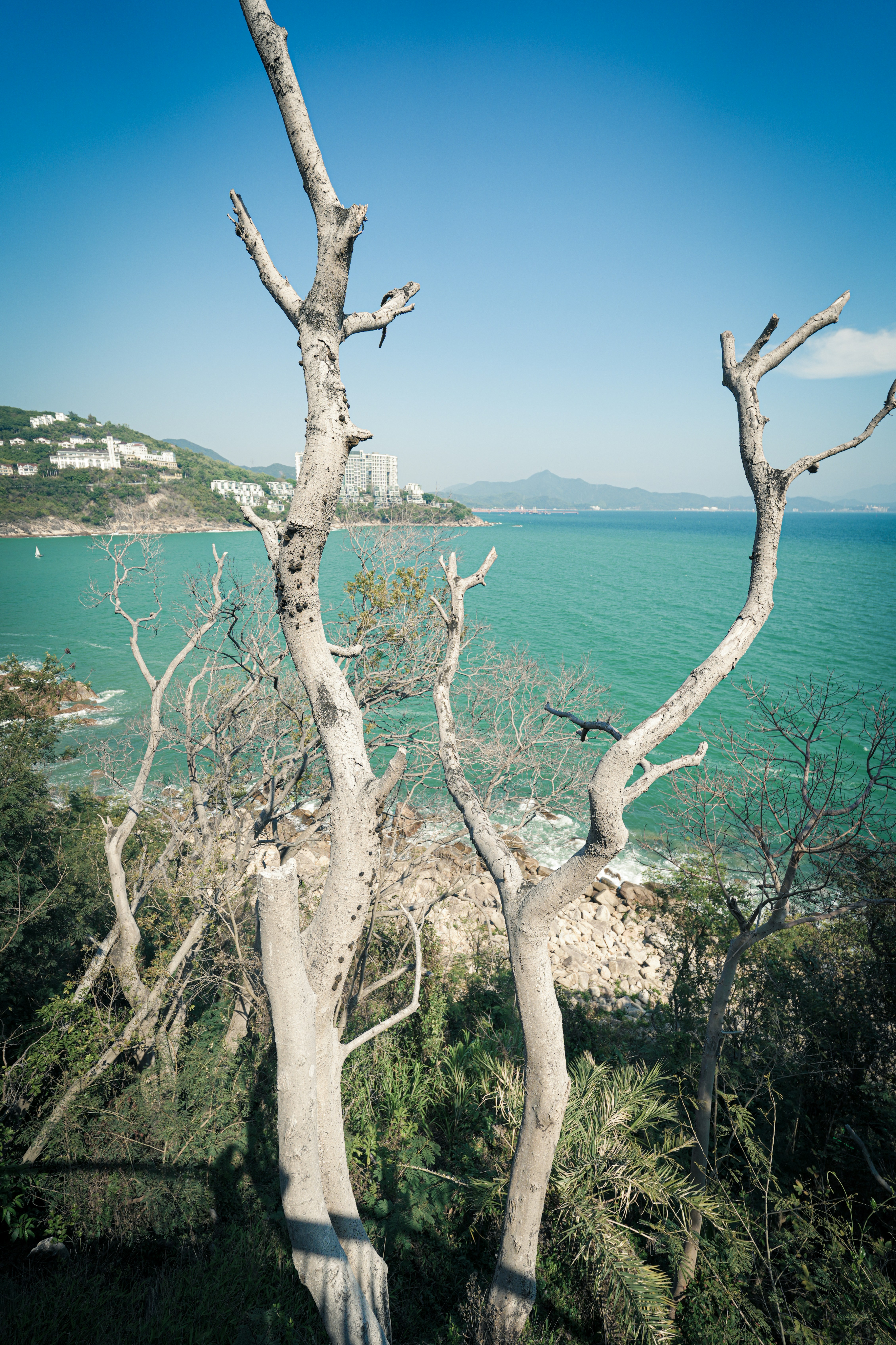 Barren Branches Framing a Turquoise Coast
