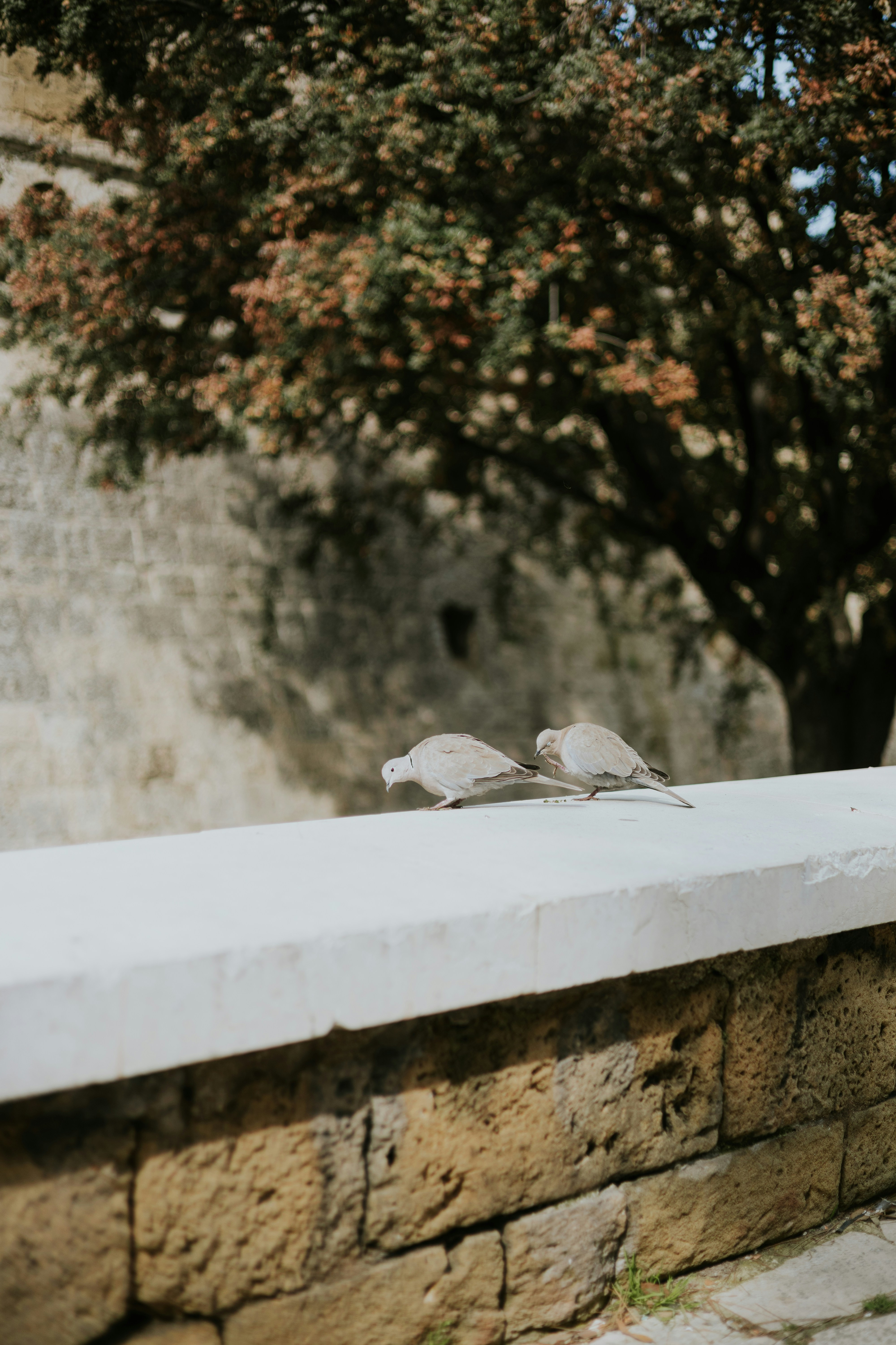 Two Doves on a Sunlit White Parapet