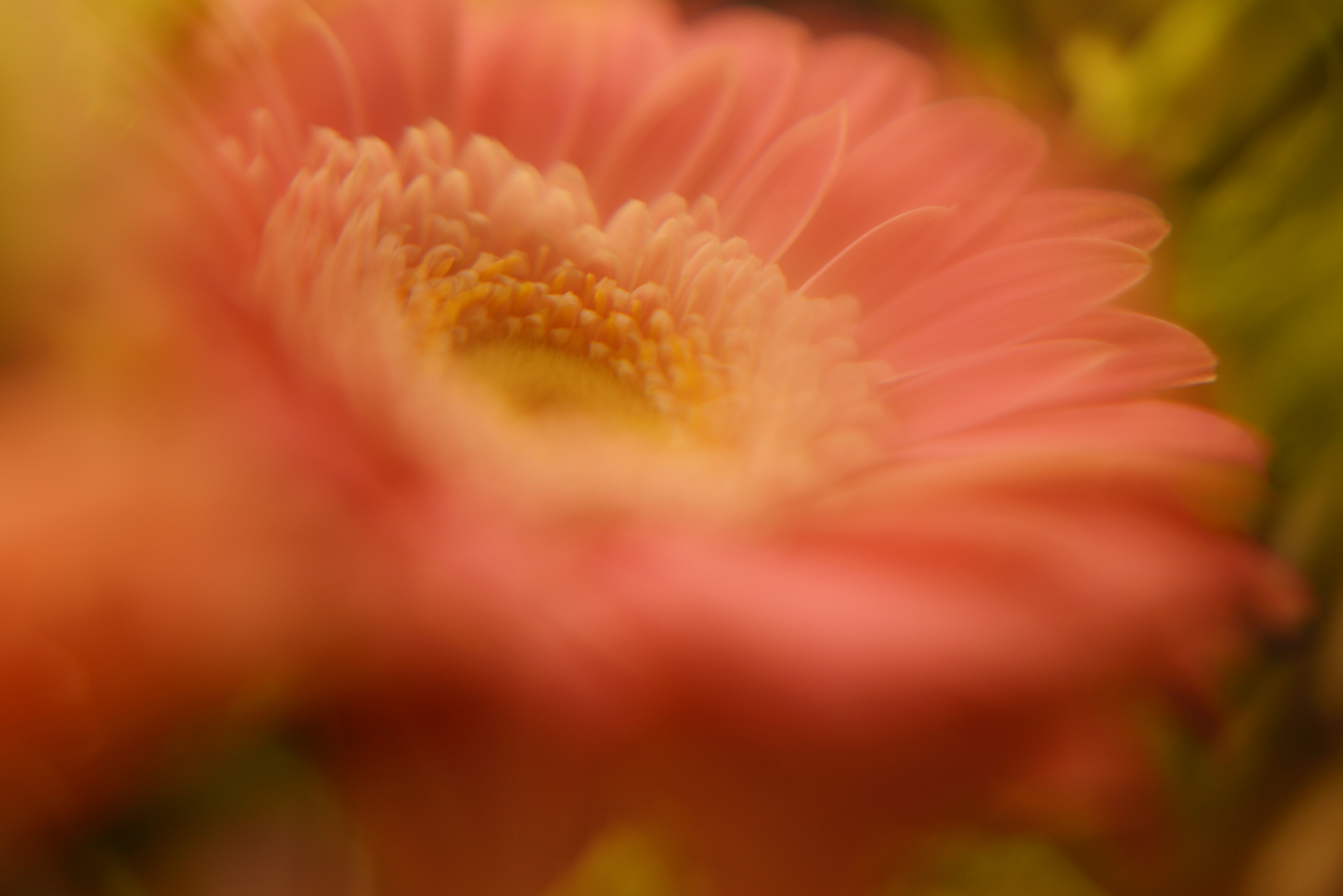 Blush Bloom in Soft Blur: A Close-Up of Petals and Center