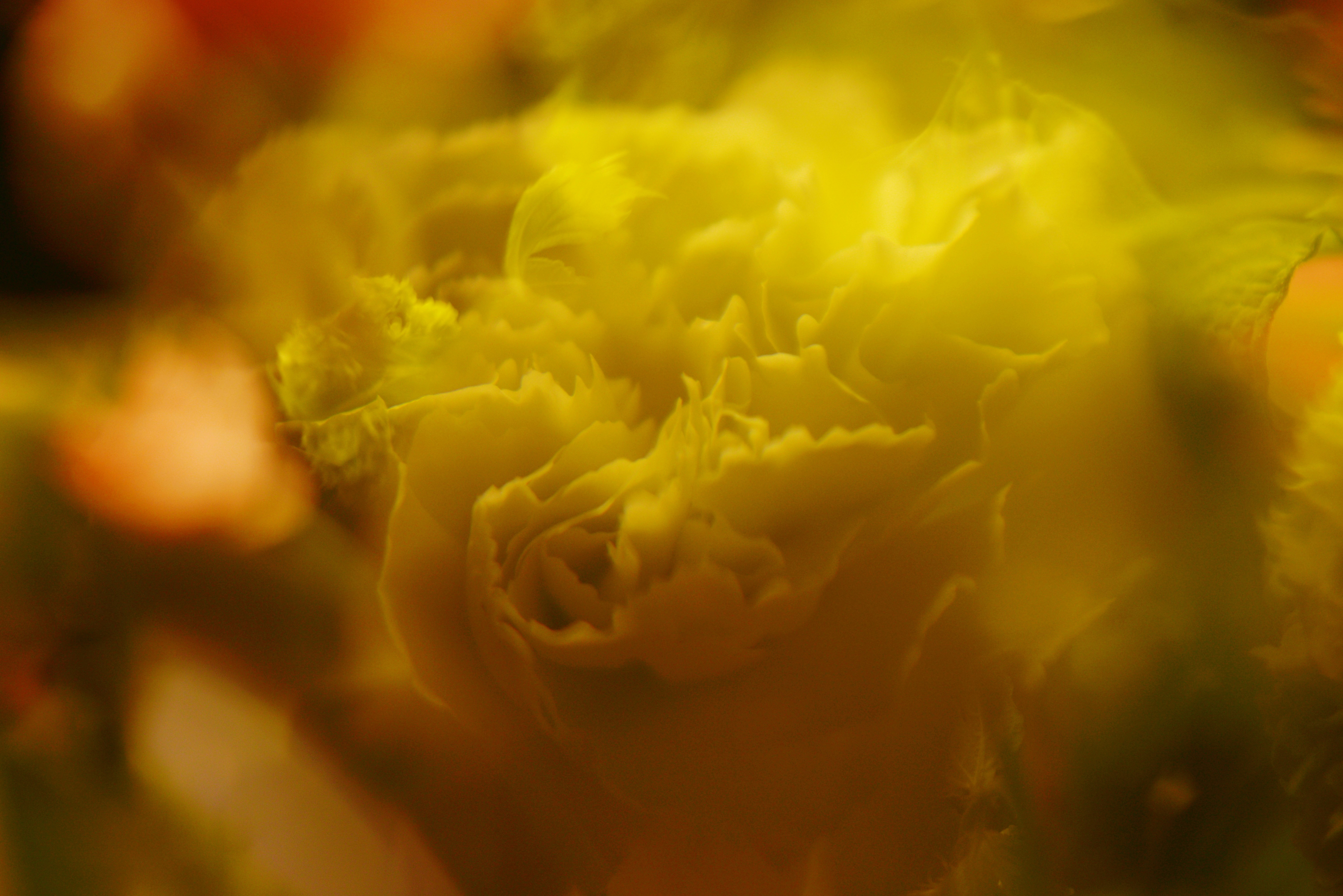 Blossom Veil: A Soft Study in Golden Petal Haze