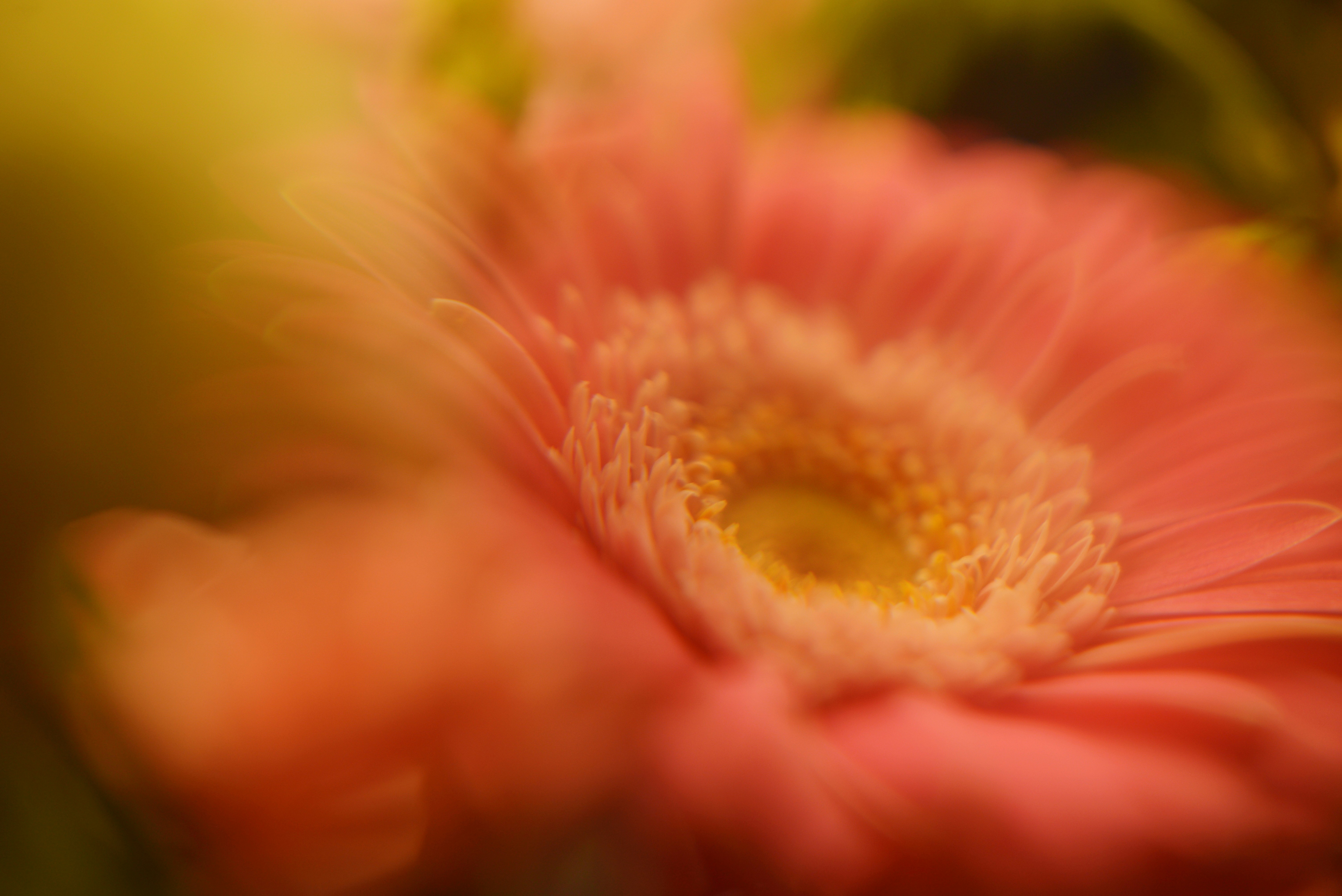 Soft Macro Bloom: Pink Gerbera in Gentle Blur