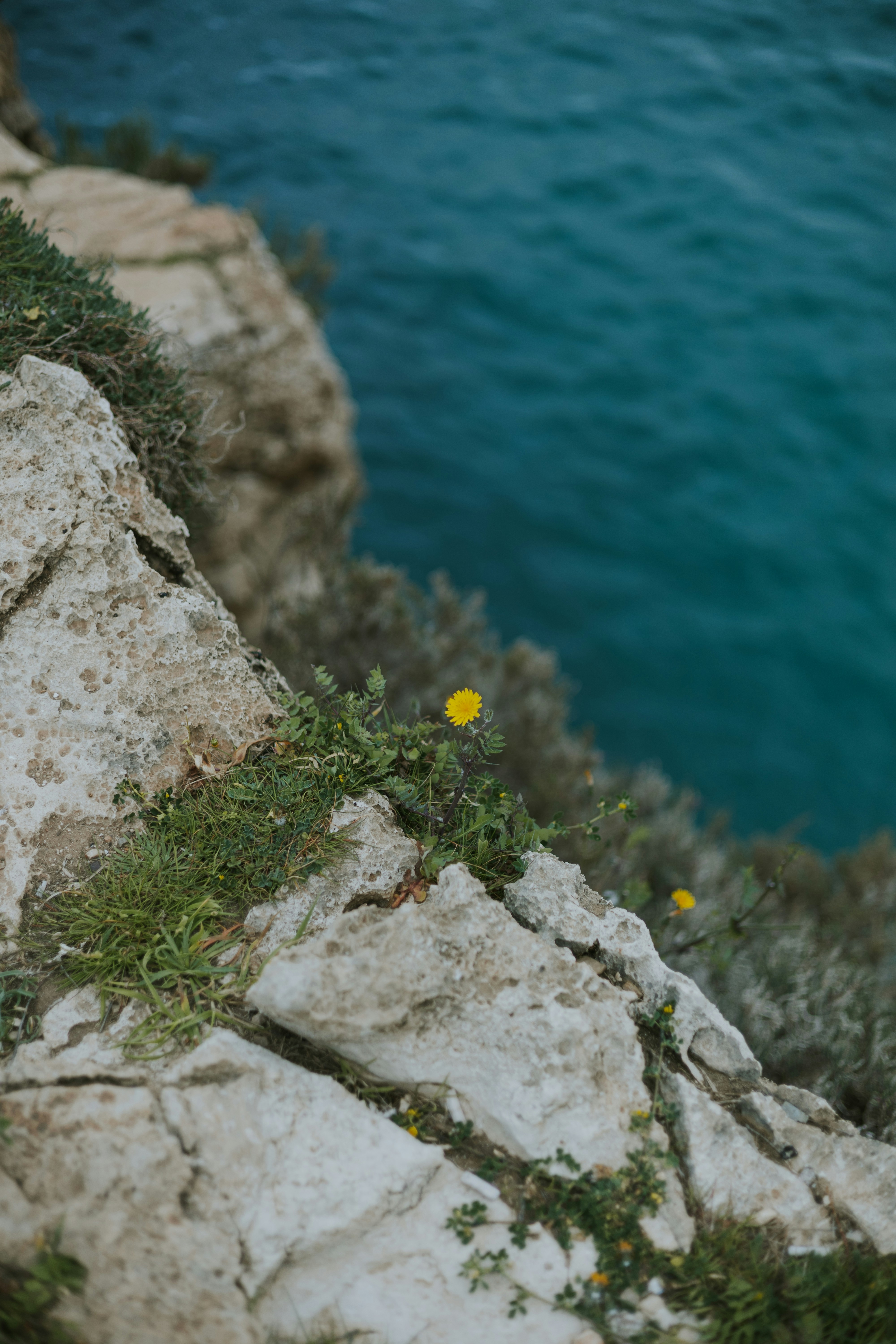 Yellow bloom at rugged cliff edge overlooking the sea