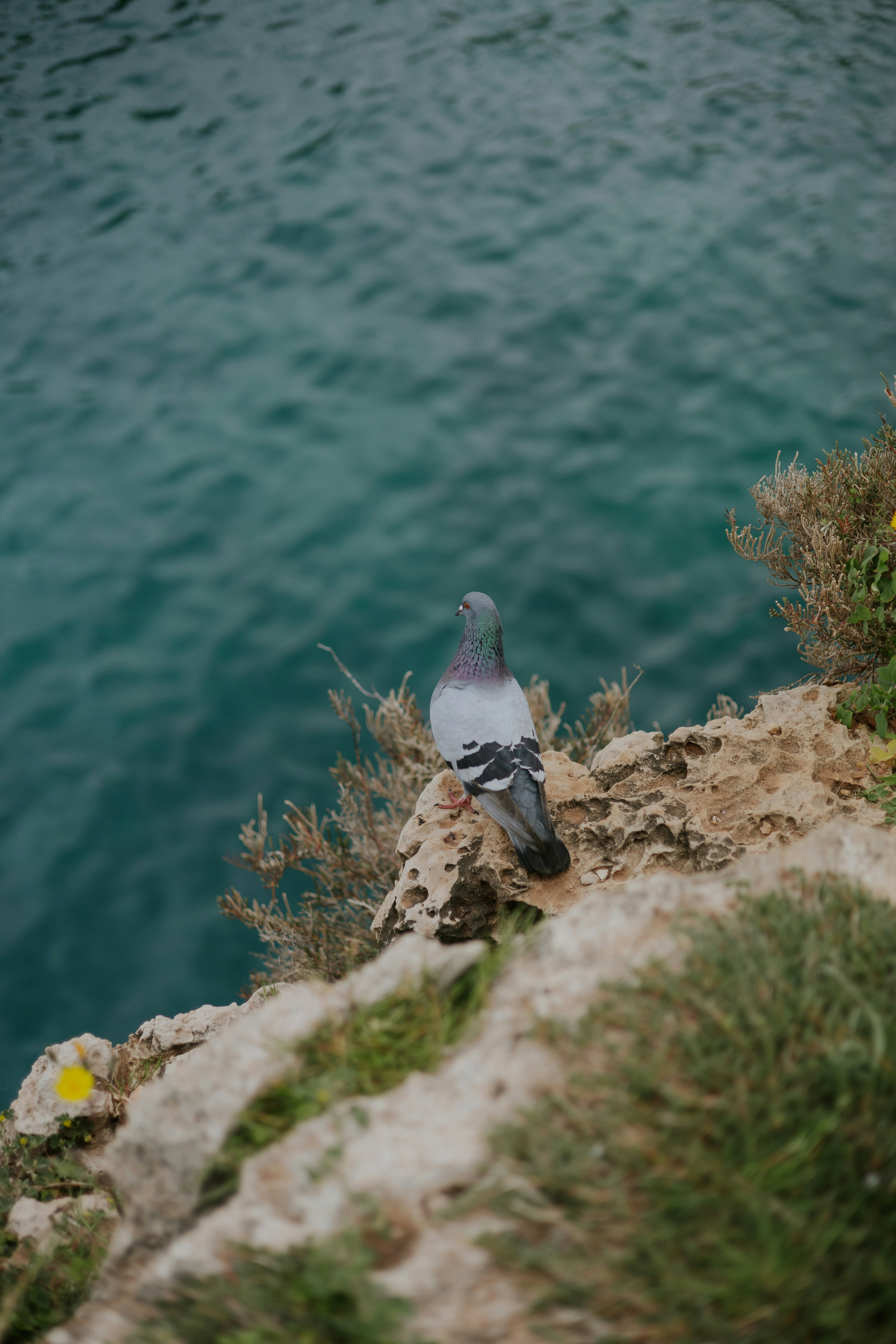 Perched on the cliff: a lone pigeon over blue depths