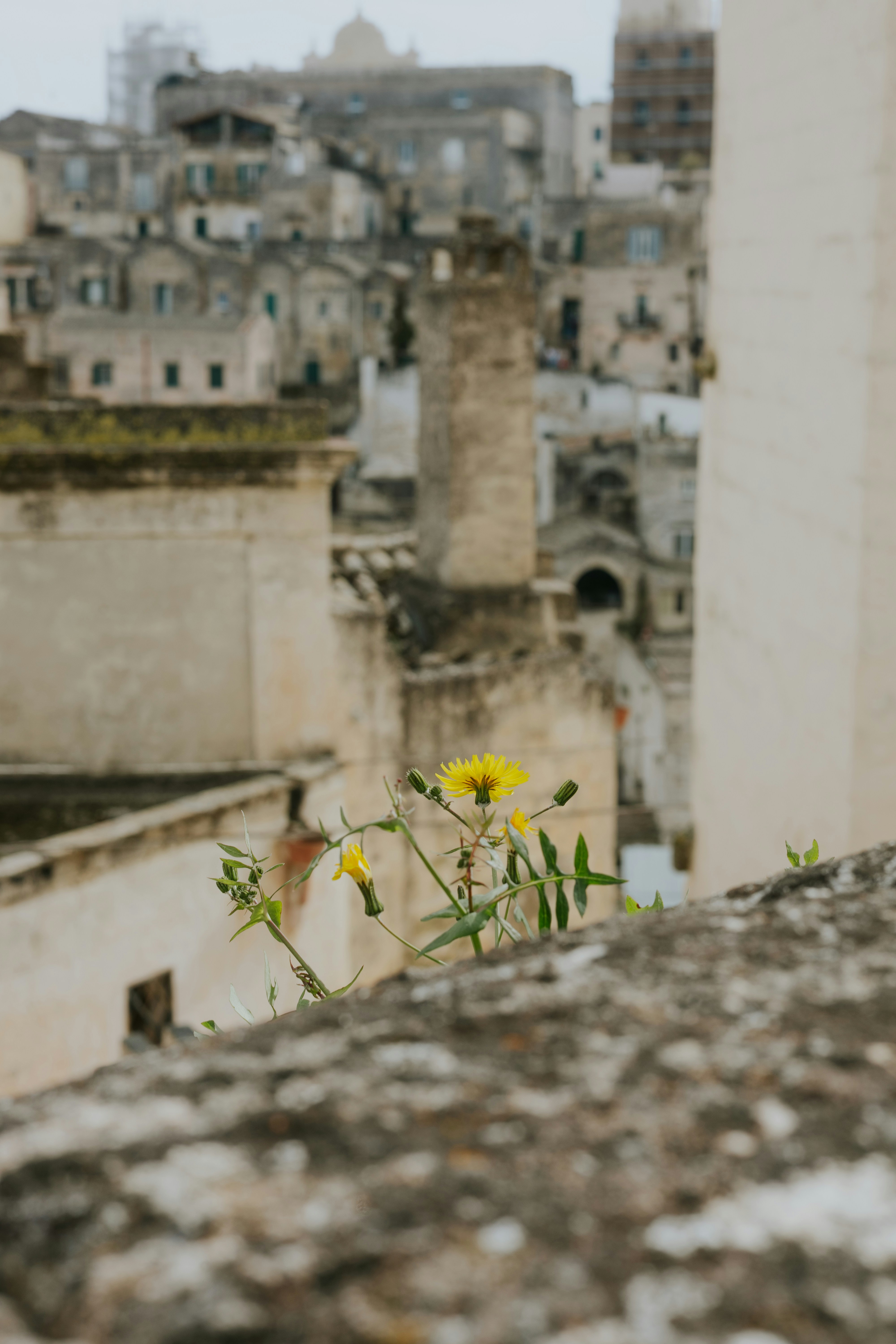 Scarlet Bloom Against Aged Stone: A Deserted Rooftop’s Tiny Yellow Beacon