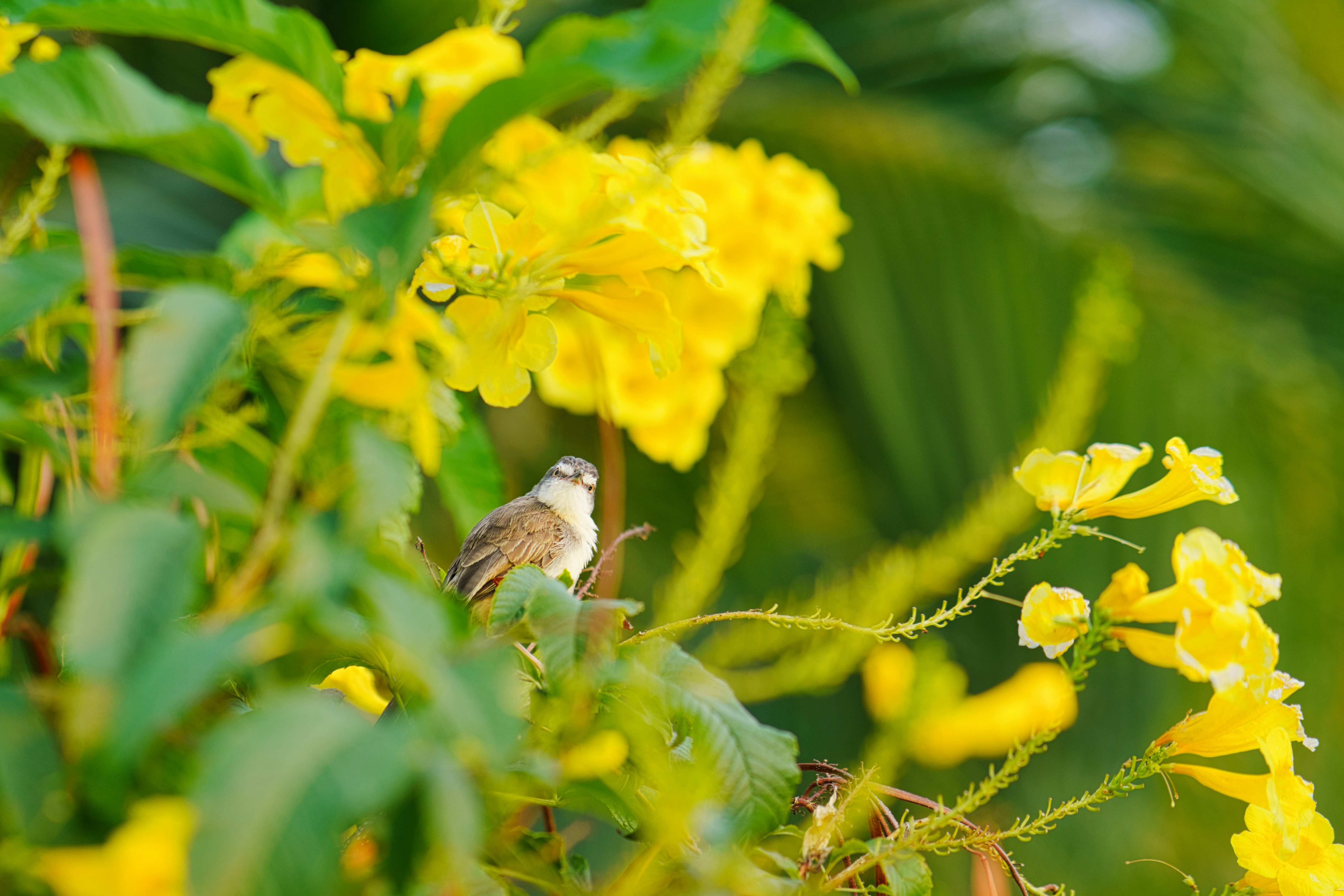 Yellow Bougainvillea Bloom Frame: A Tiny Hued Bird Amid Golden Stems
