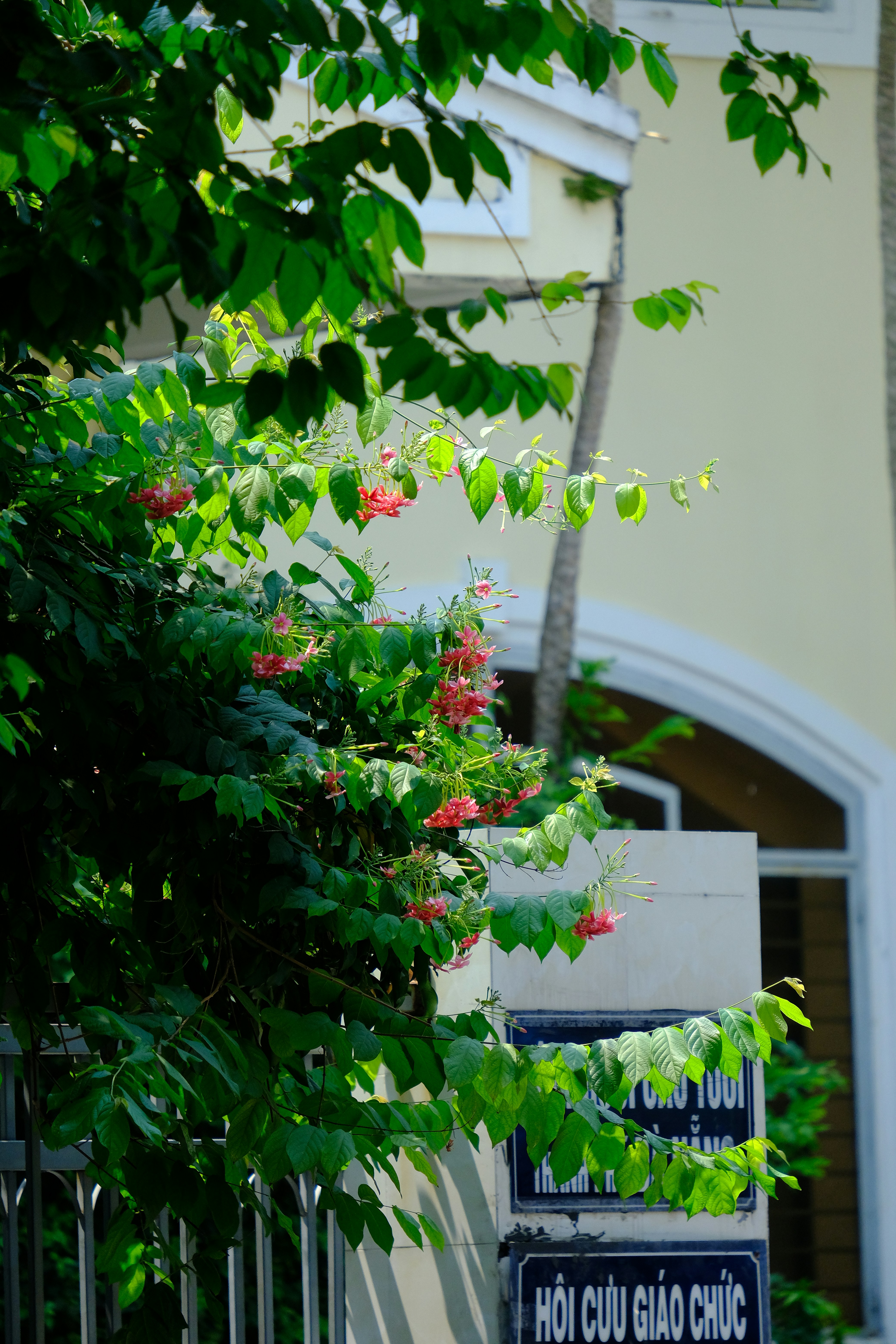 Vibrant Foliage Framing an Urban Facade