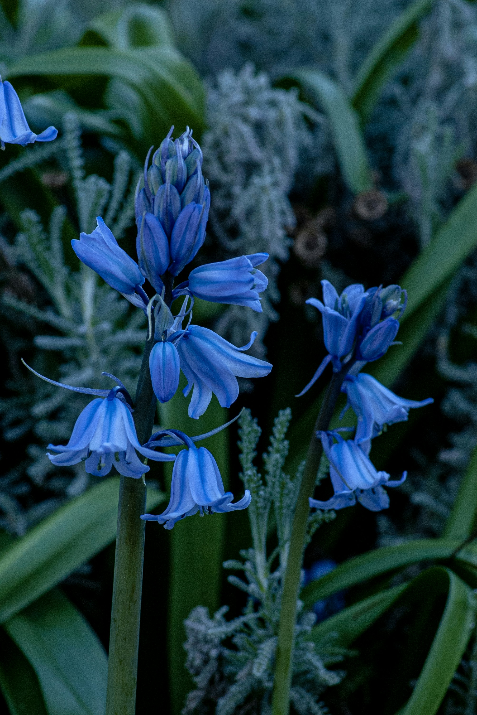 Azure Bells in a Shadowed Garden