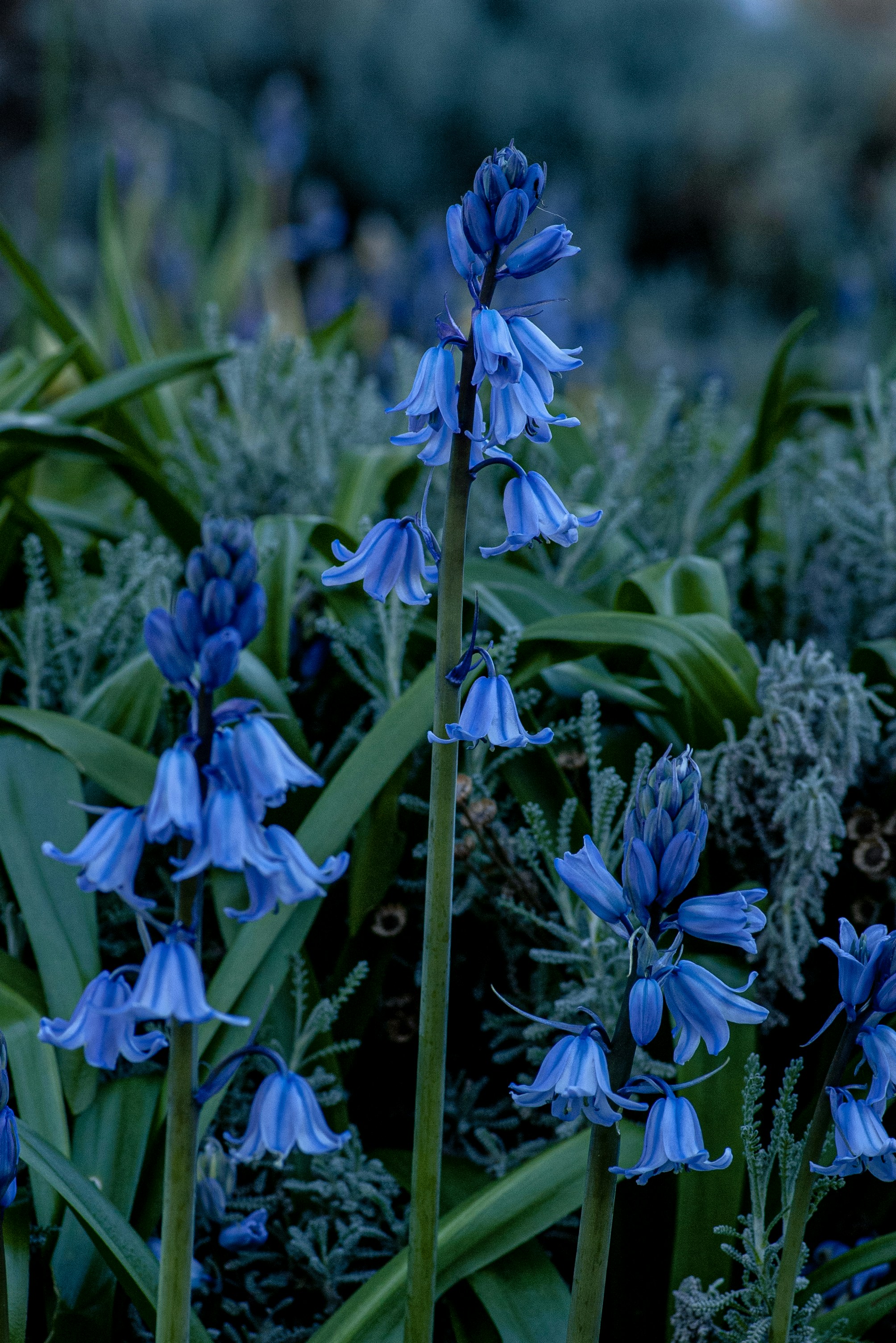 Bluebell Symphony: A Quiet Ode to Spring's Blue Hour
