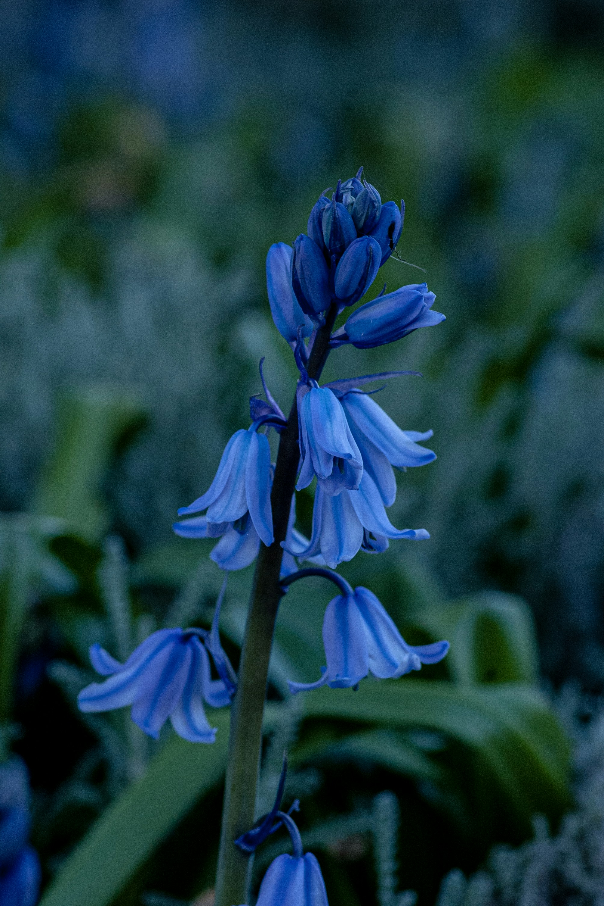 Azure bellflower rises through a cool-toned blur