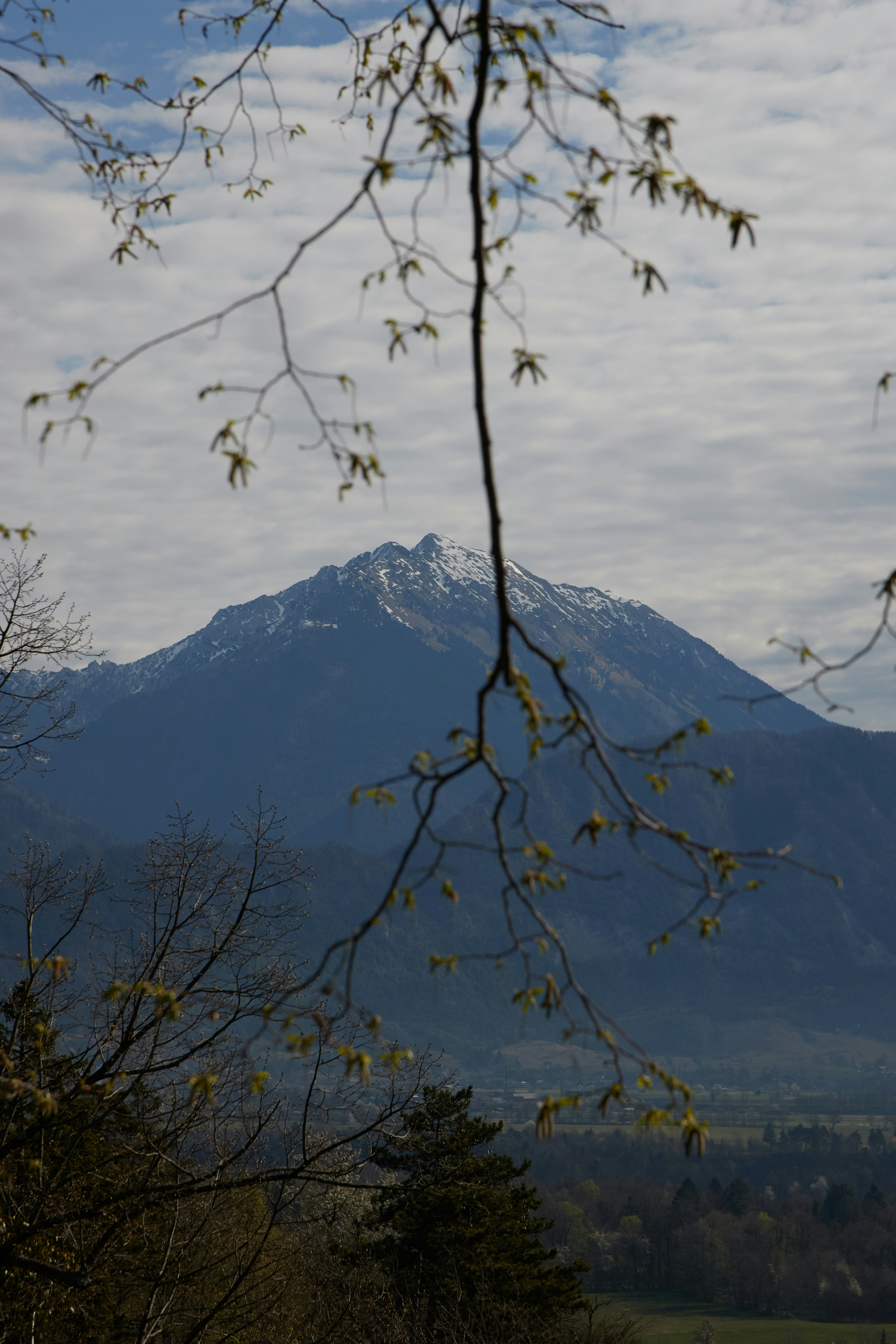 Snow-capped Peak Framed by Branches at Dusk