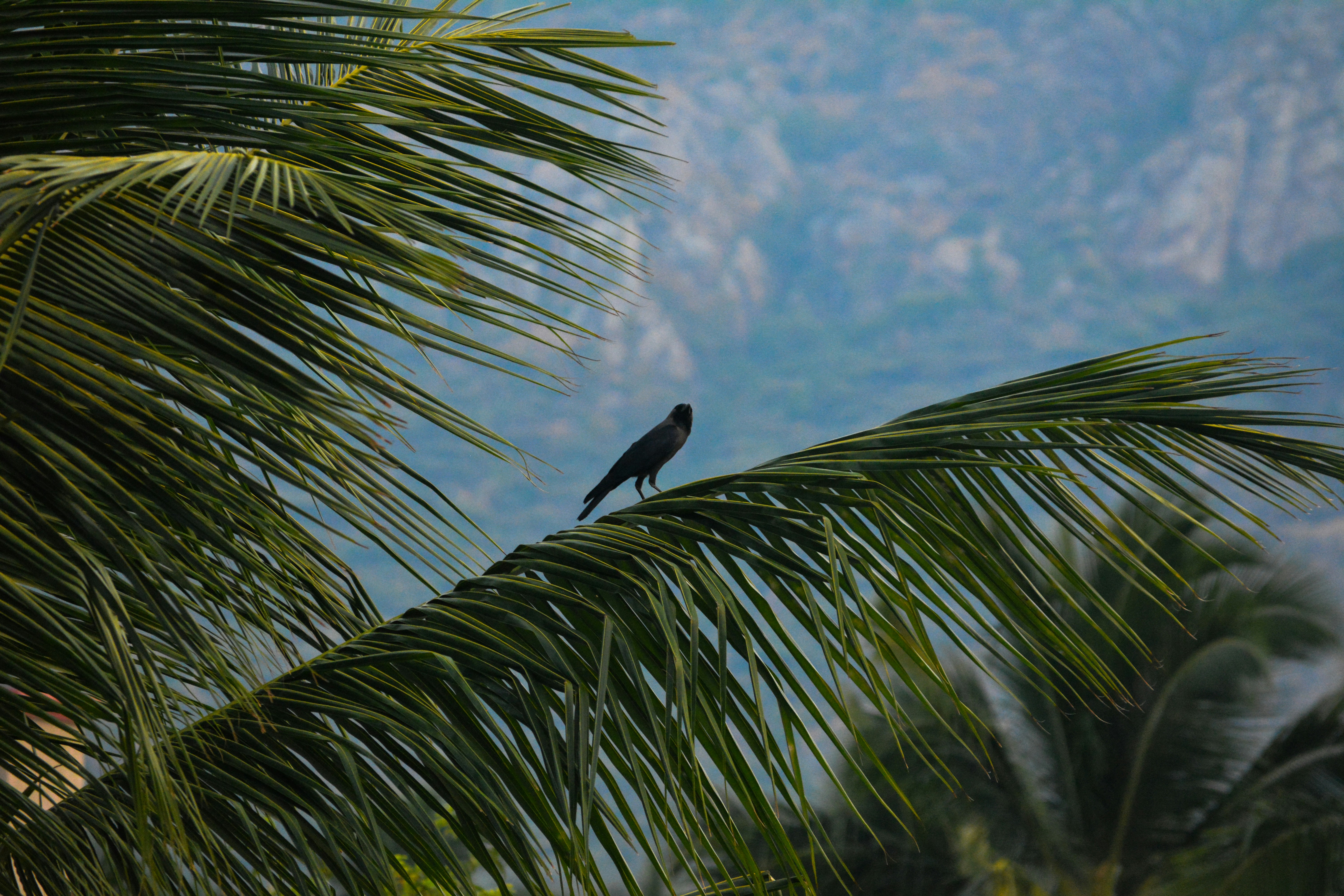 Single Black Bird on a Palm Frond Against Mountain Backdrop