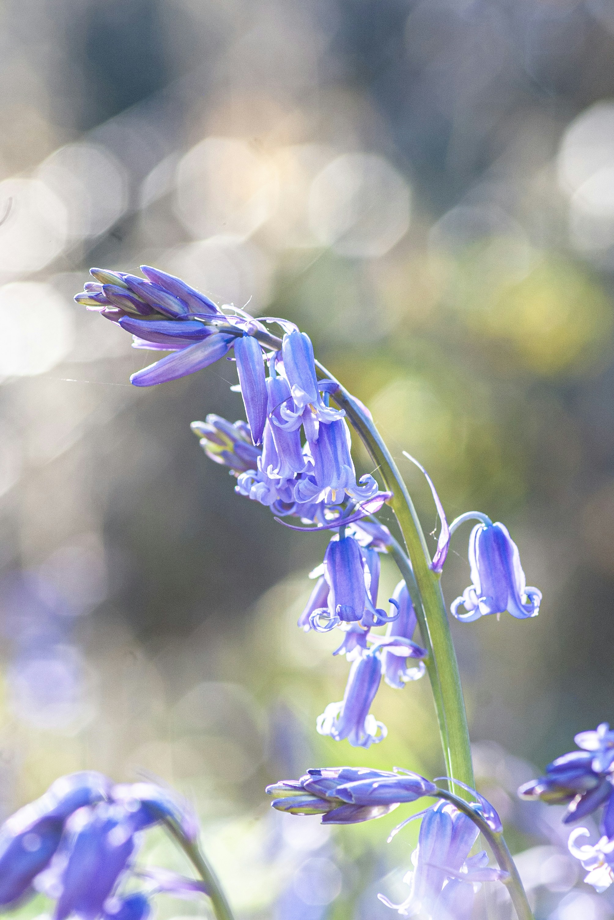 A Purple Stem Bending Toward the Light
