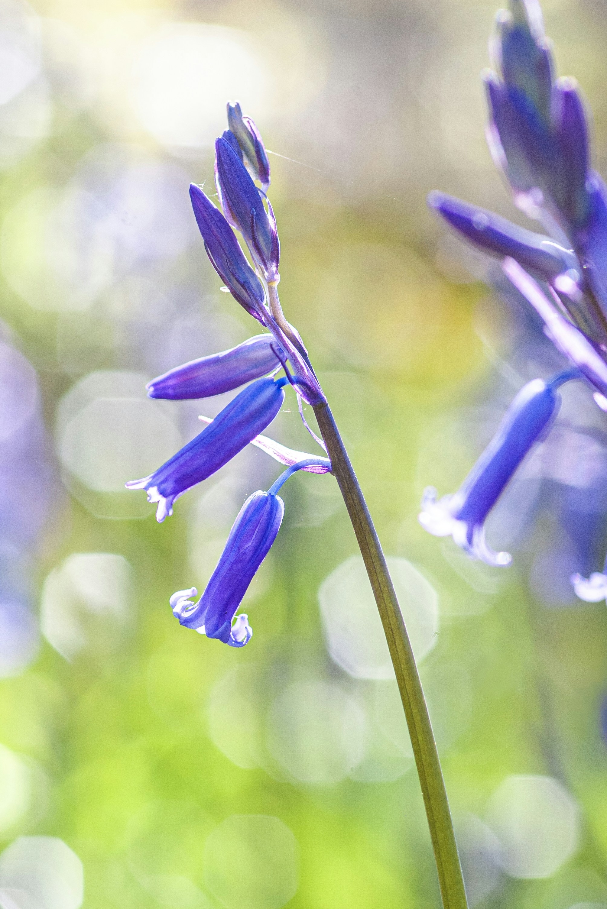 Azure bells in soft backlight: a close-up on lavender blooms
