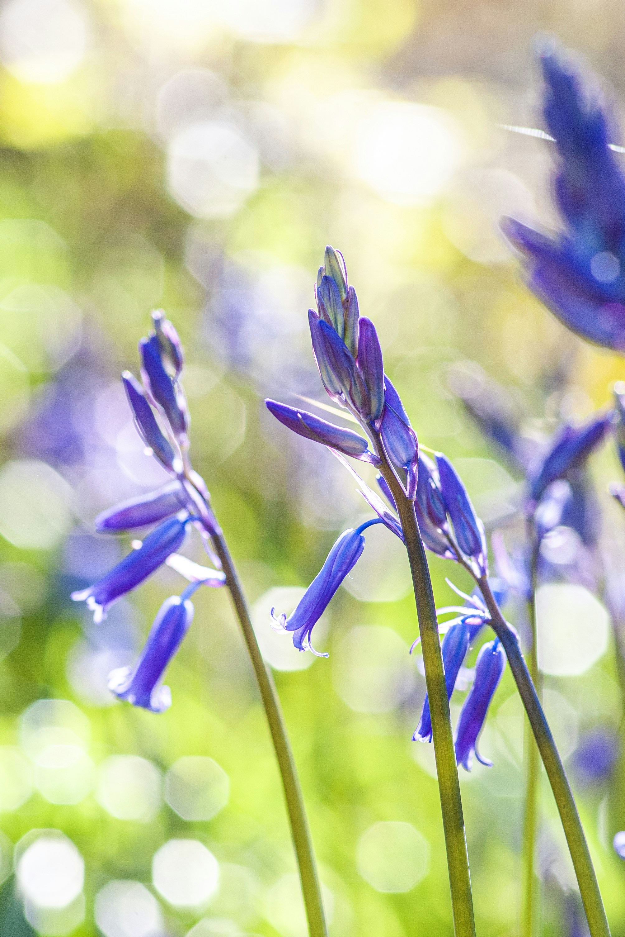Blue Violet Blossoms Reach Toward a Sunlit Bokeh