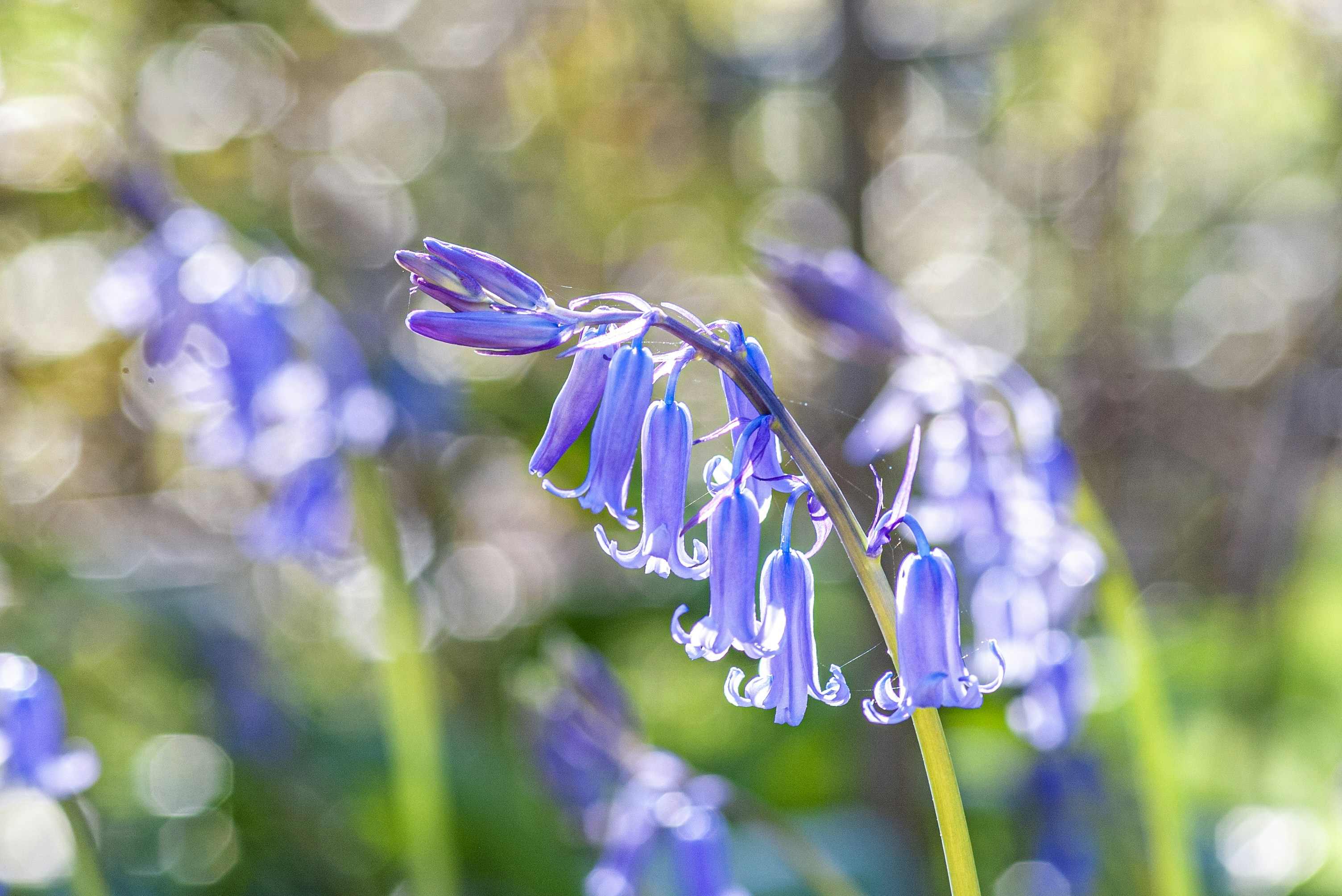 Curved bluebell cascade: a shallow blur backdrop frames a vivid foreground bloom