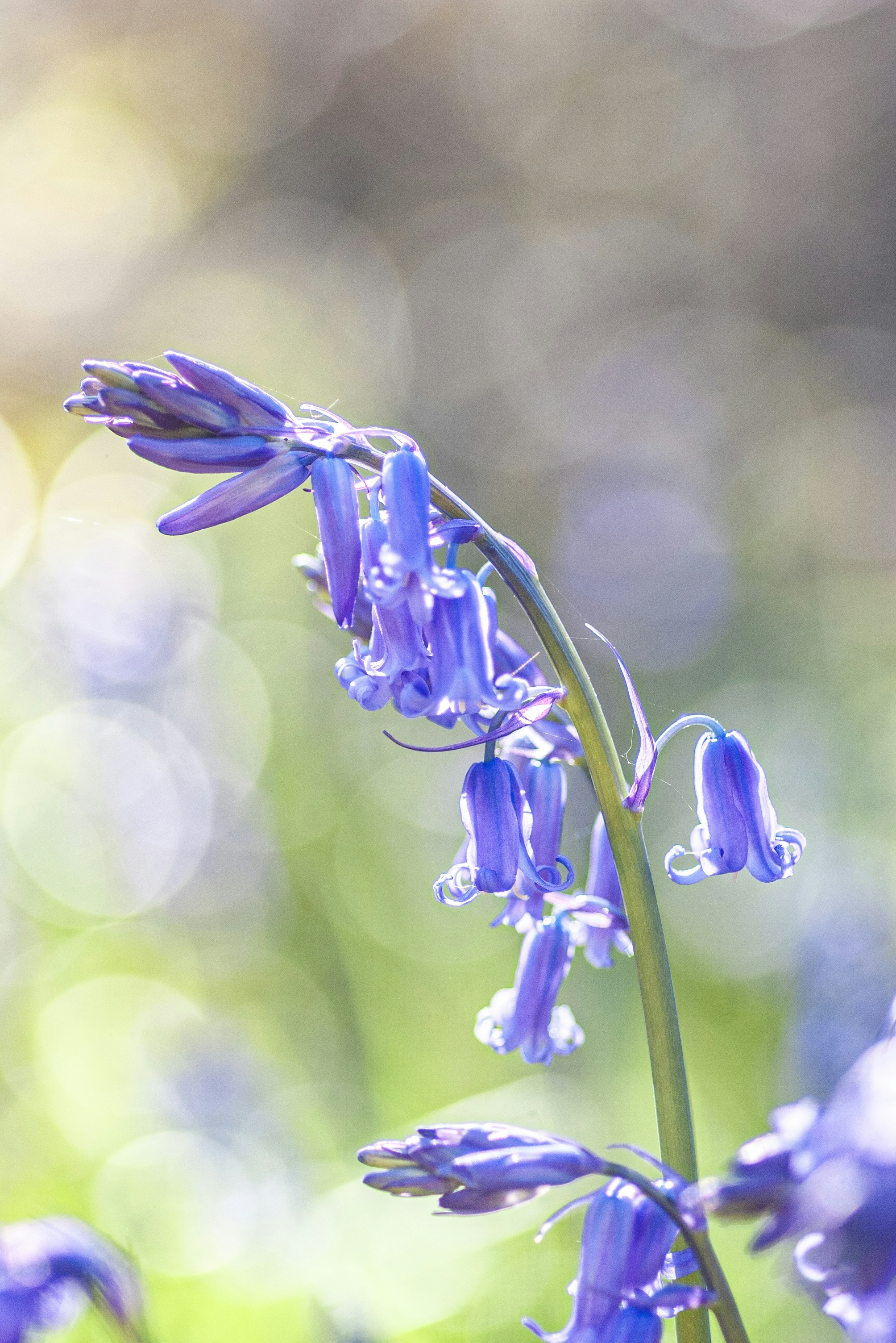 Bluebells in Soft Focus: A Delicate Stem Reaches for Morning Light