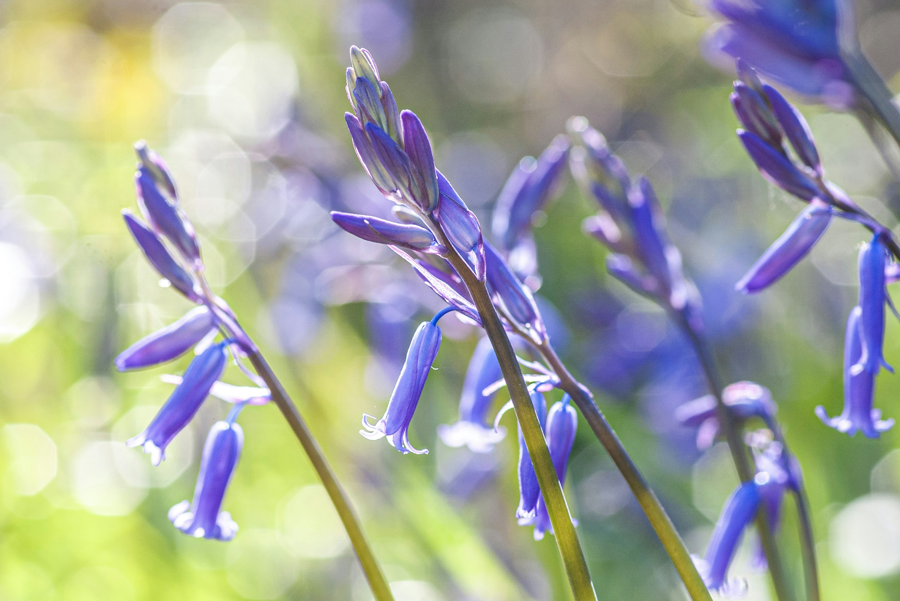 Bluebell stems reach toward the sun in soft backlit bloom
