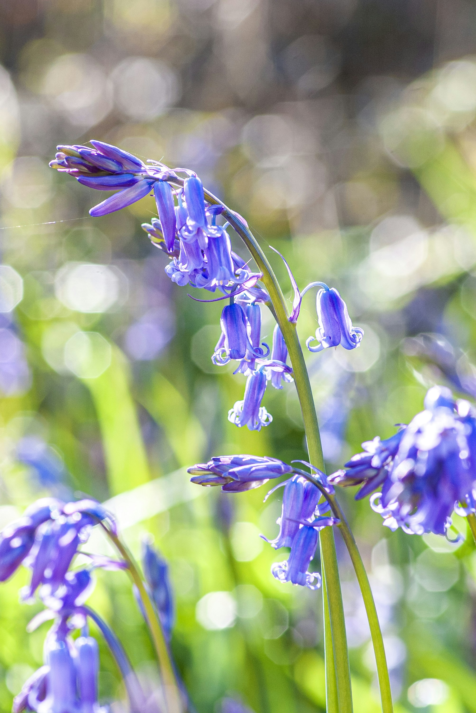 Purple bells in a sunlit meadow