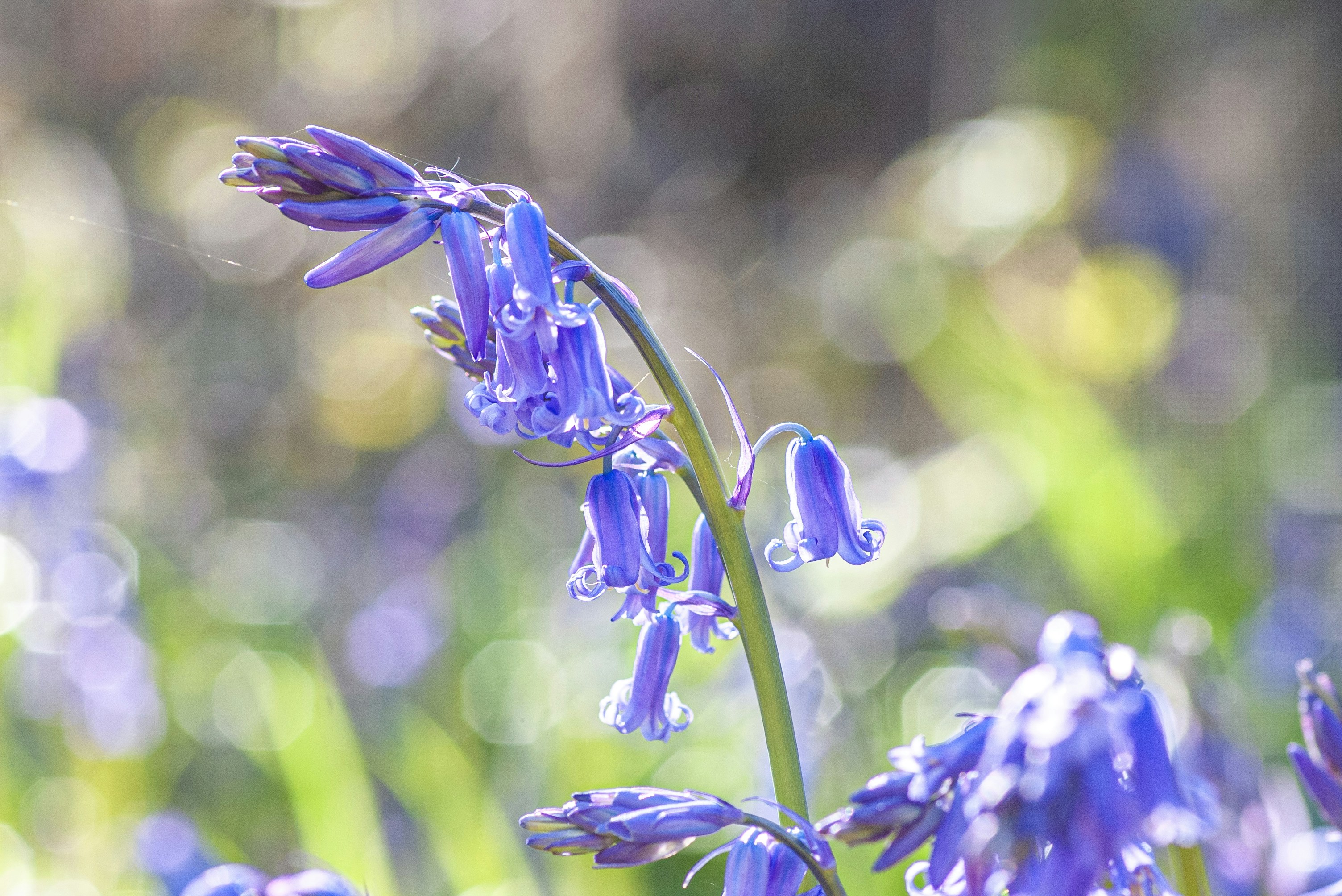 Bluebell Bloom in Soft Backlight