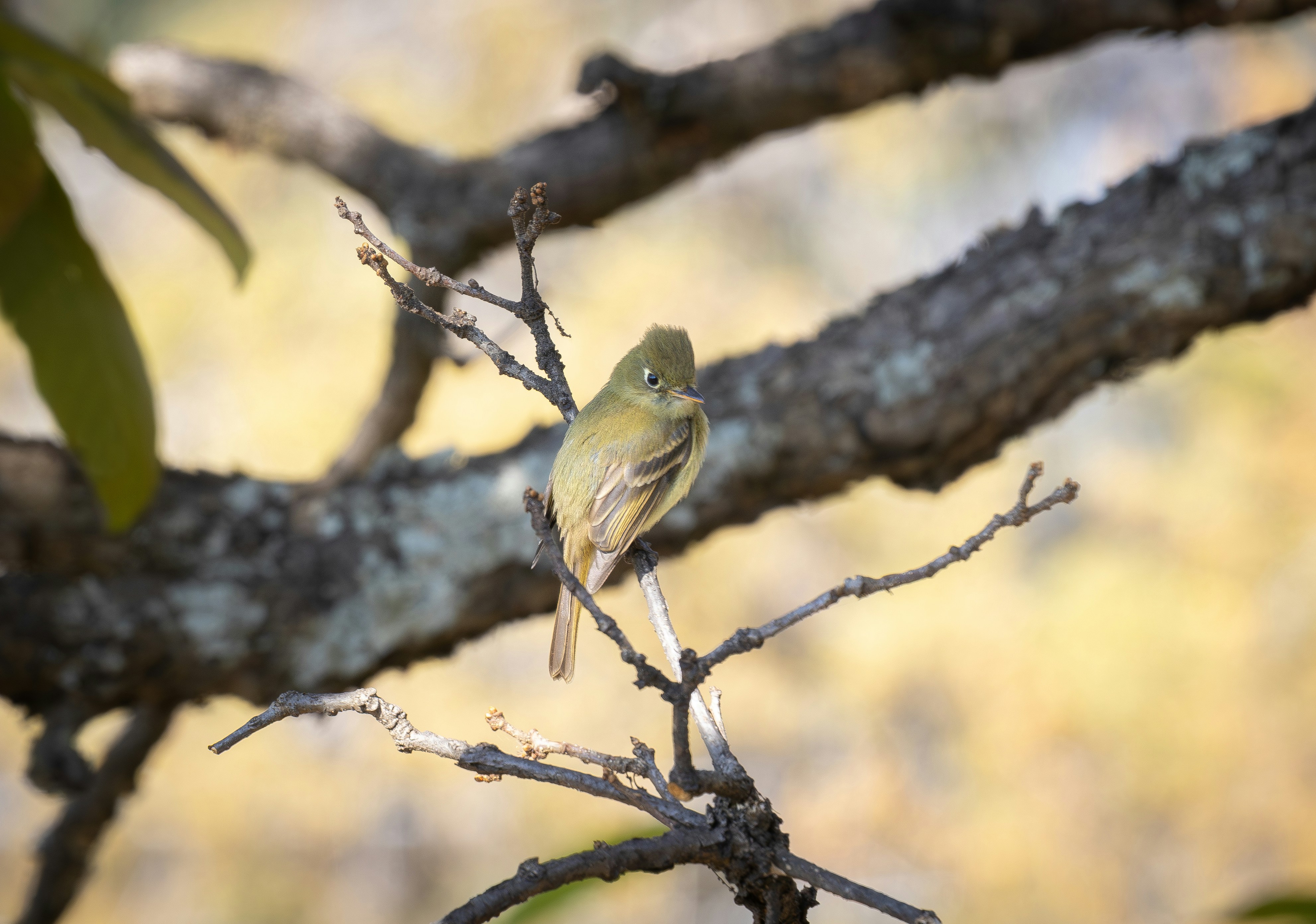Green Warbler on a Sunlit Branch